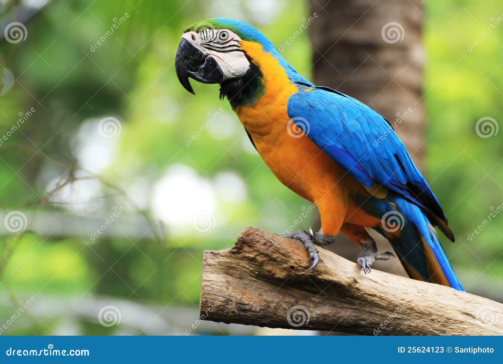 Colorful macaw stock image. Image of torquata, life, aviary - 25624123