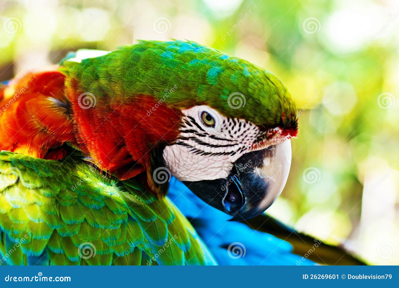 Colorful macaw stock image. Image of profile, view, nature - 26269601