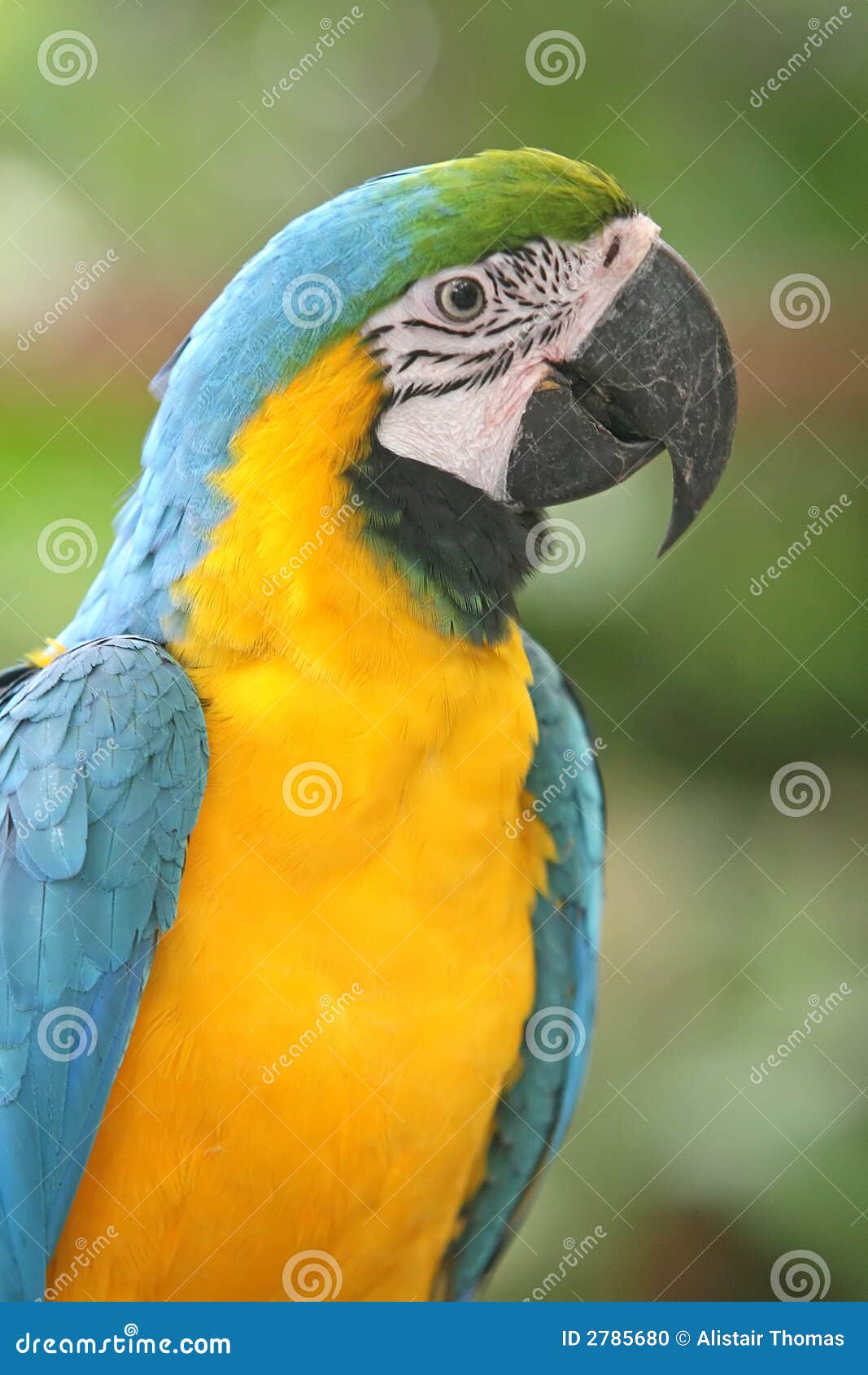 Colorful Macaw Bird At Tree Branch On Nature Background Royalty-Free ...