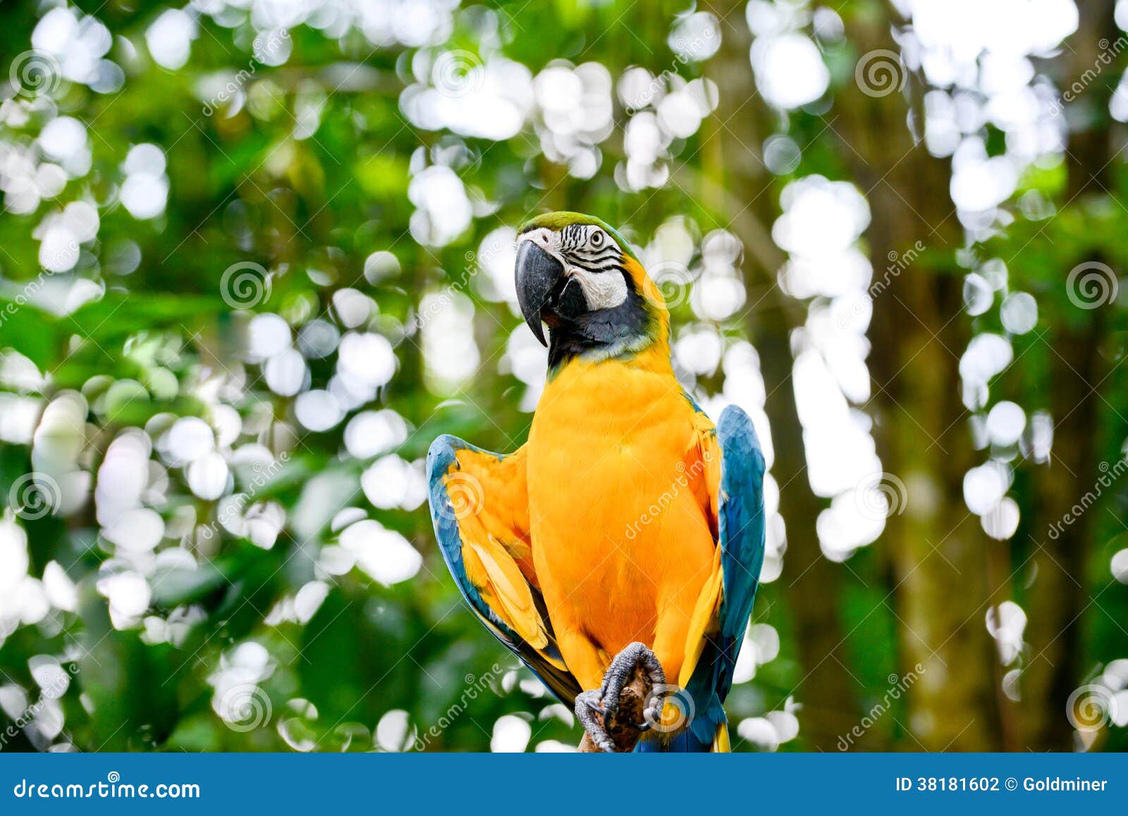 Colorful macaw stock photo. Image of macaw, green, ararauna - 38181602