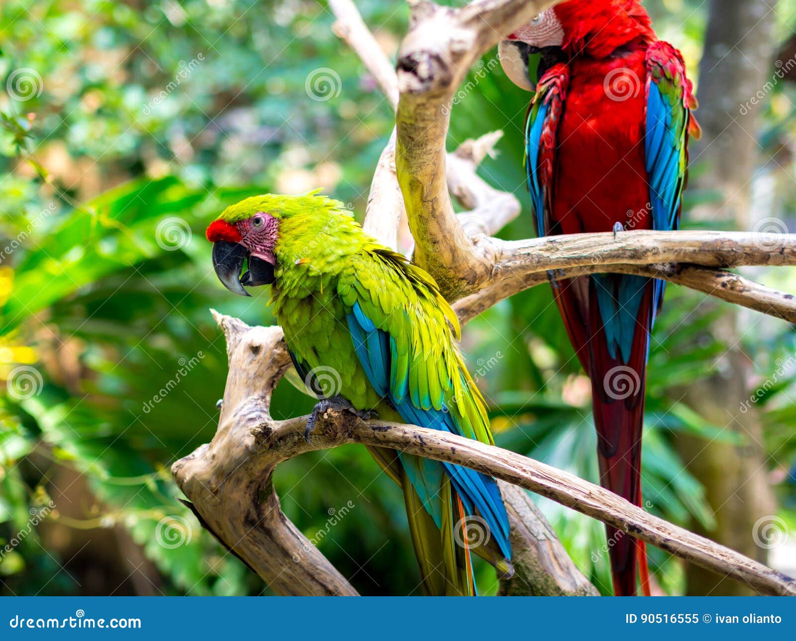 Colorful Macaw Birds stock image. Image of bird, cute - 90516555