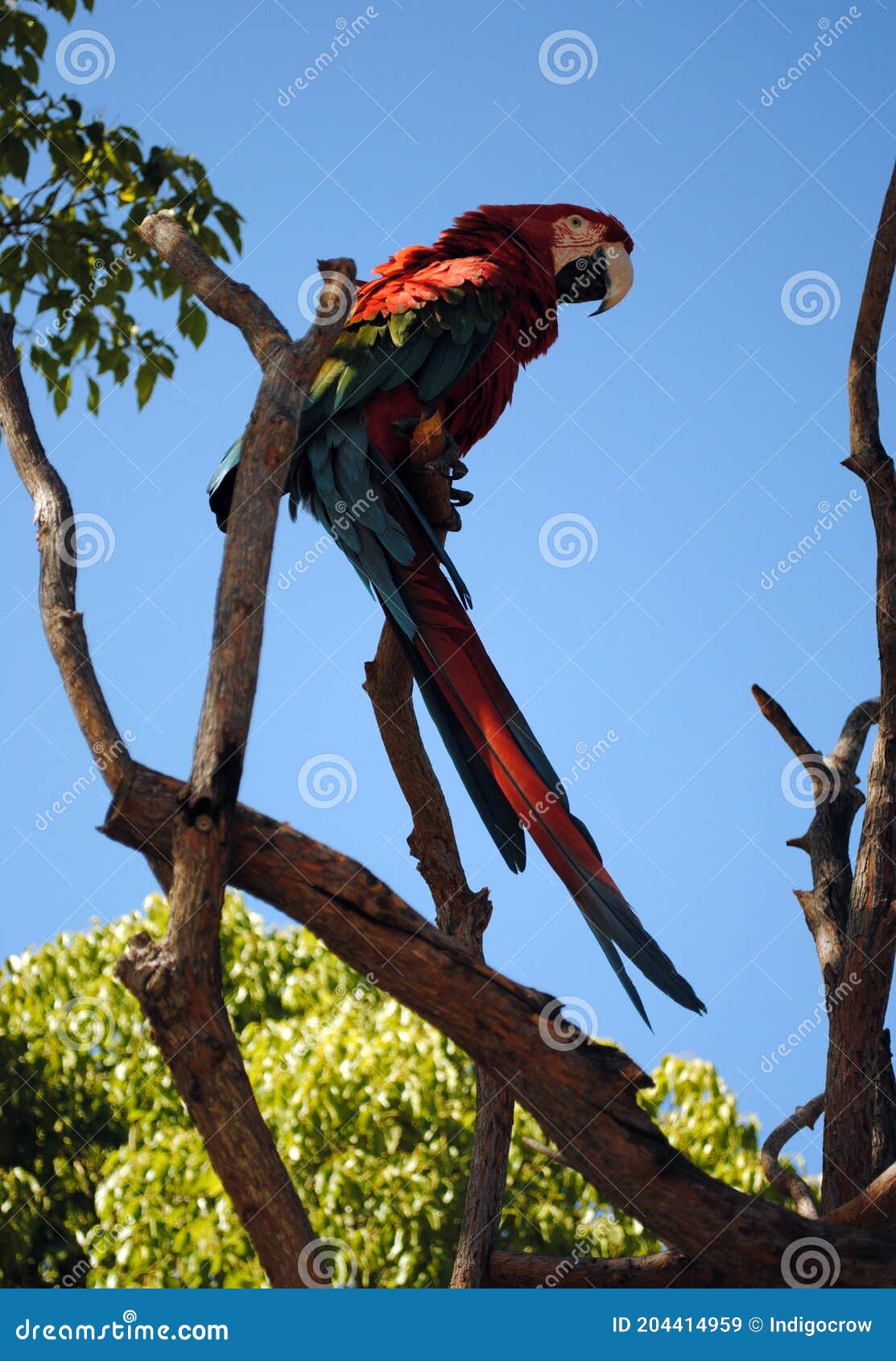 Colorful Macaw stock image. Image of wing, tropical - 204414959