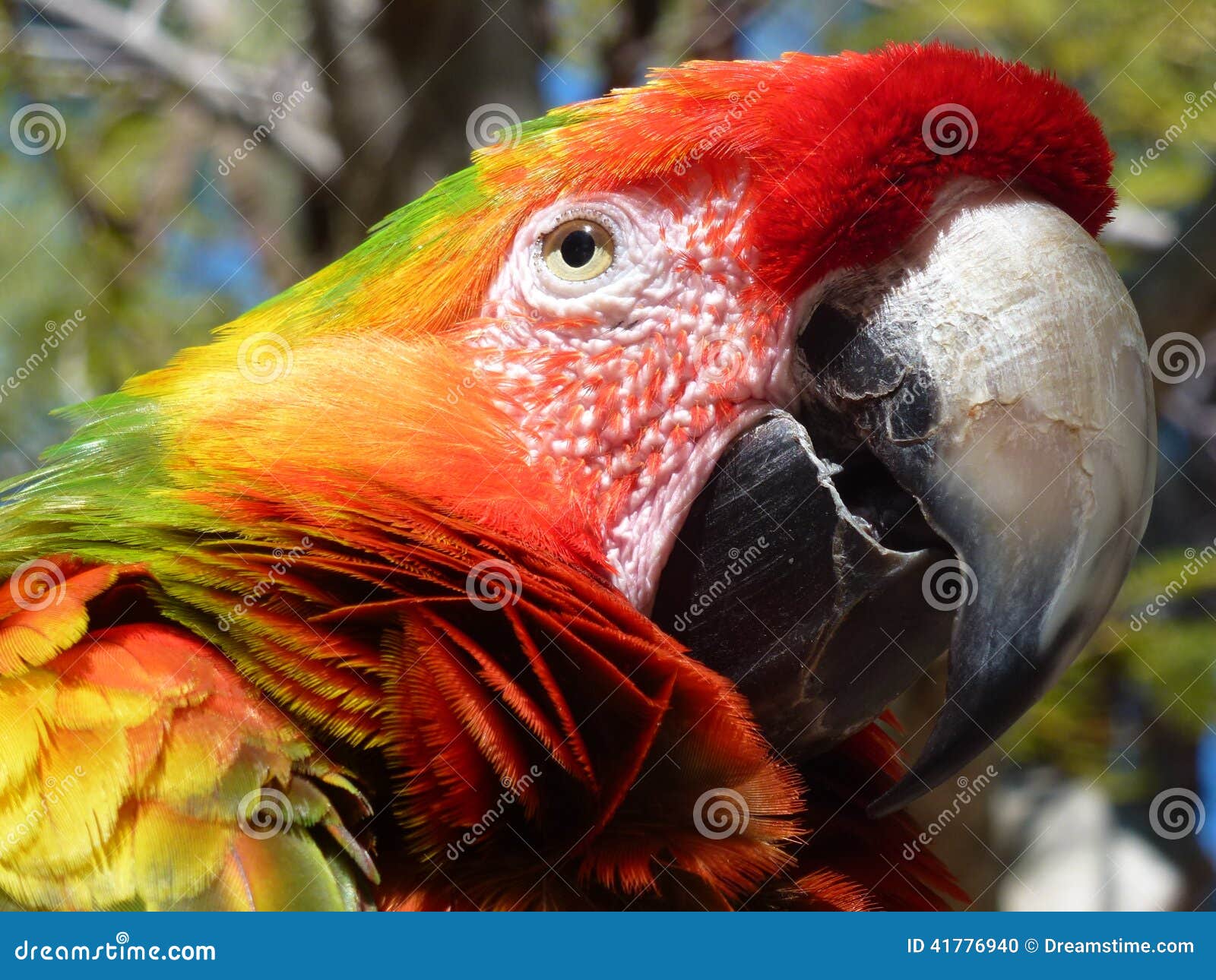 Colorful Macaw stock photo. Image of rainbow, macaw, yellow - 41776940