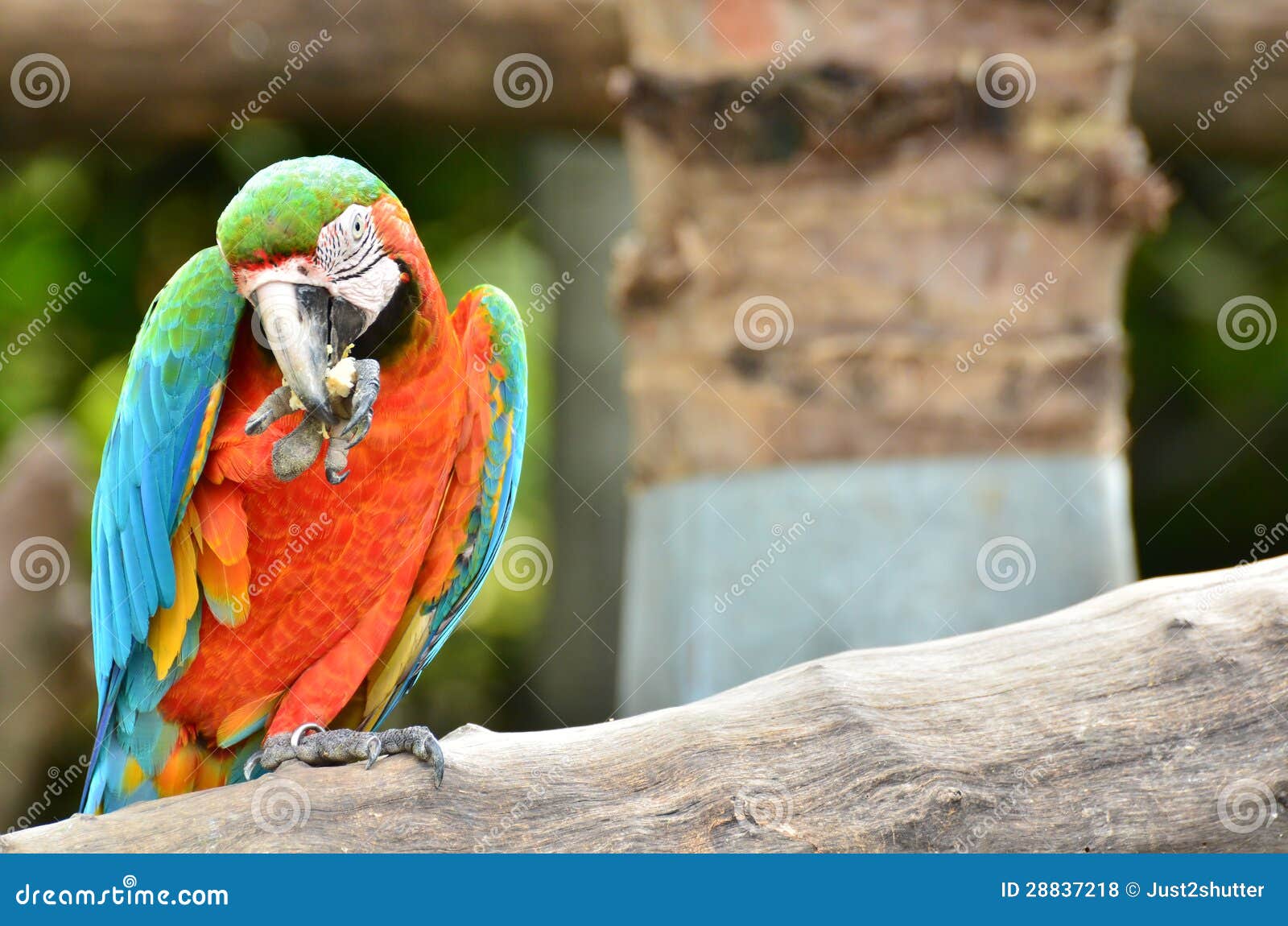 Colorful Macaw Eats Food on the Branch Stock Photo - Image of life ...