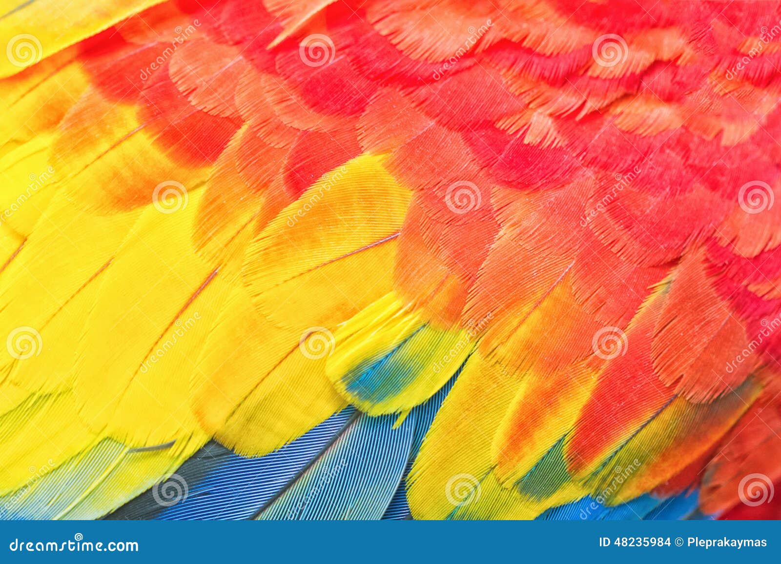 Macaw Feather Stock Image | CartoonDealer.com #4785967