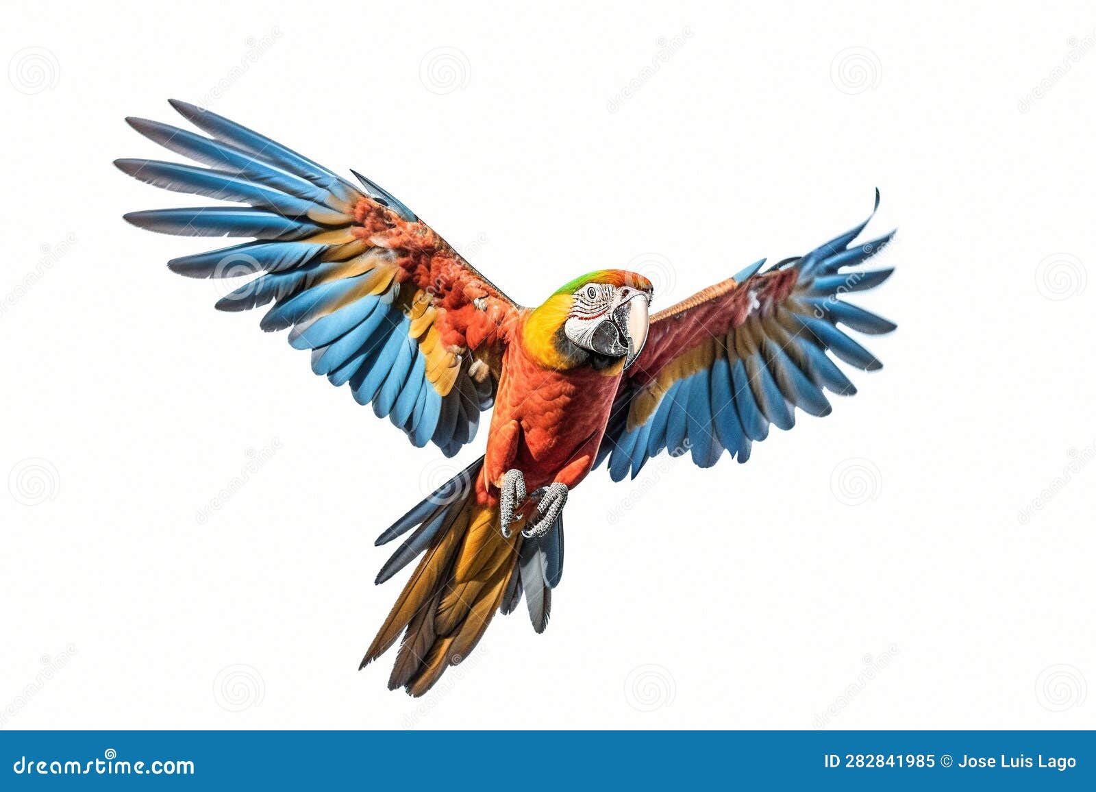 Colorful Macaw Flying with Its Wings Spread Stock Illustration ...