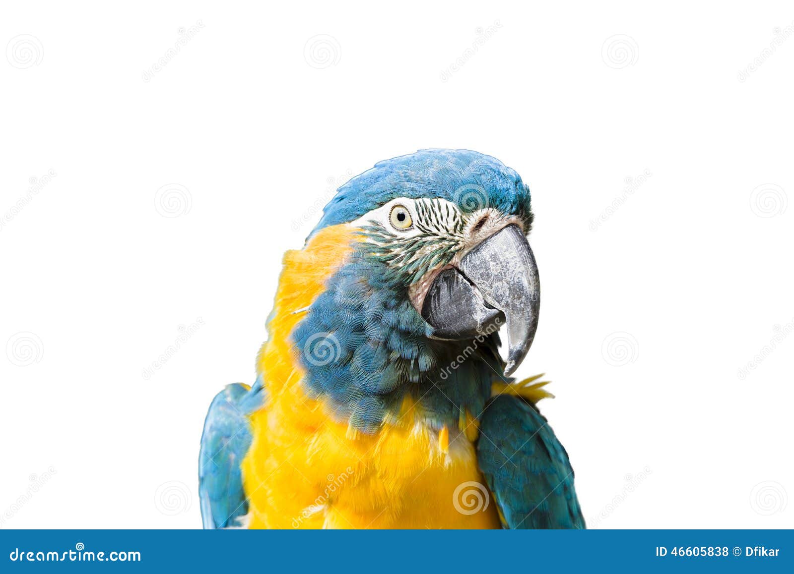 Colorful Macaw stock photo. Image of parrot, animals - 46605838
