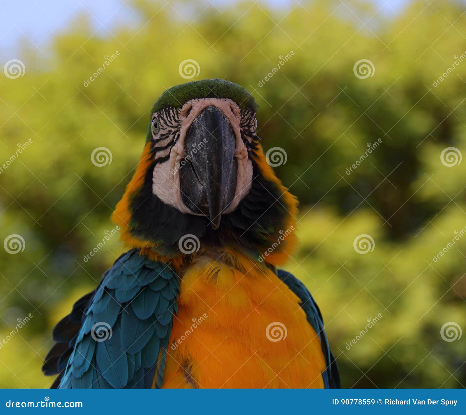A colorful Macaw stock image. Image of landscape, macaw - 90778559