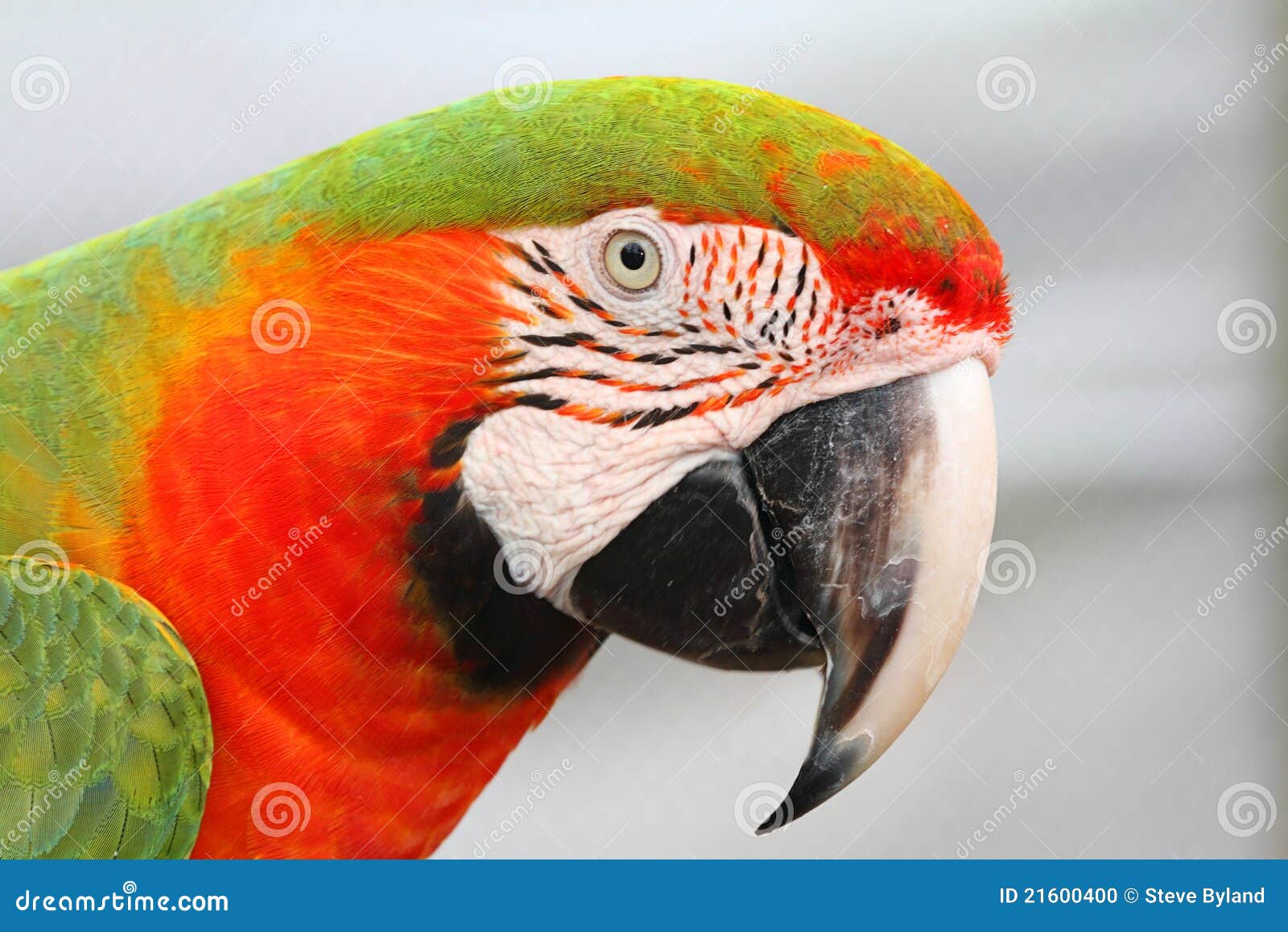 Colorful Macaw Parrot stock photo. Image of wildlife - 21600400