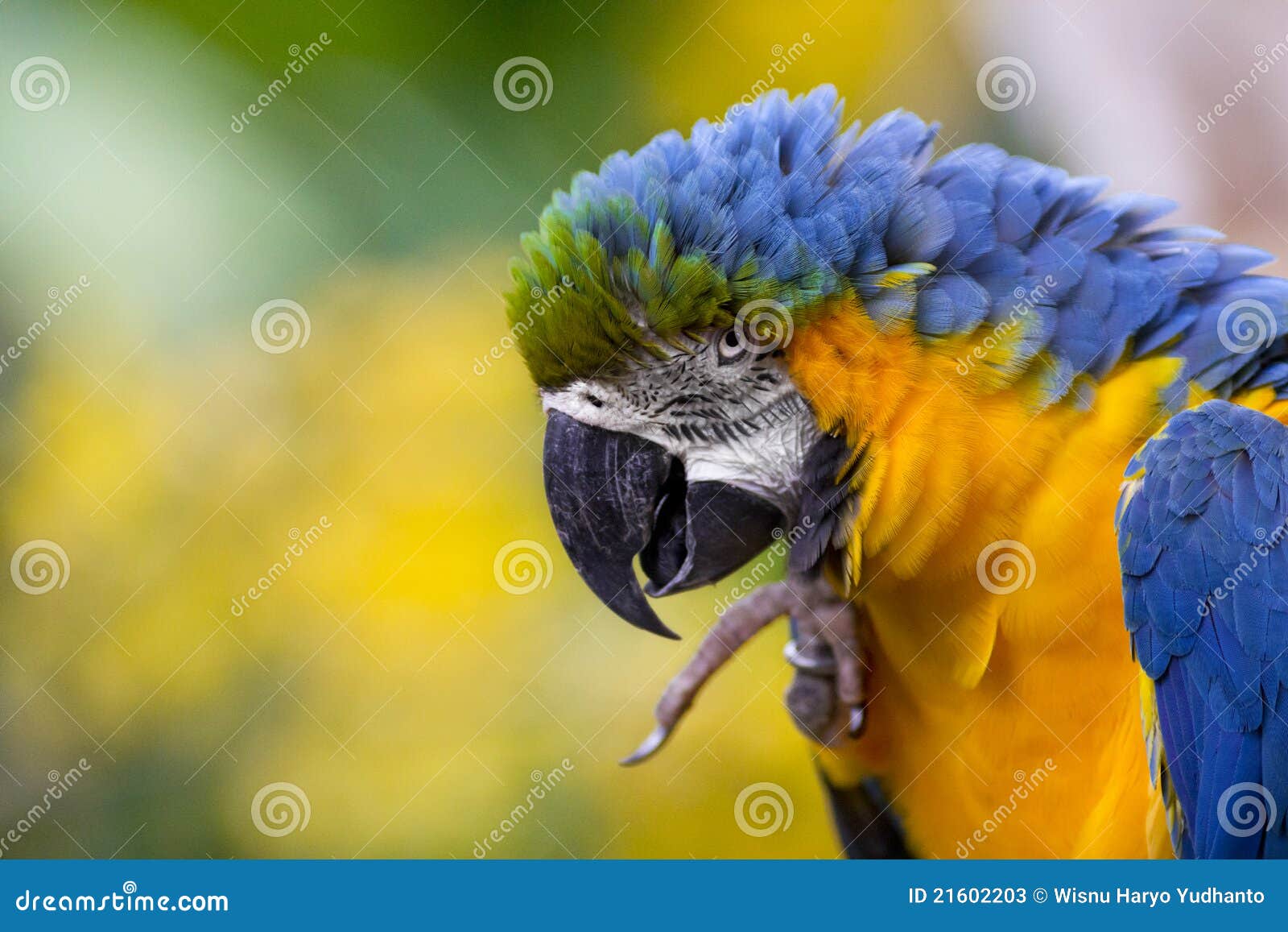 Colorful Macaw Parrot stock image. Image of close, colorful - 21602203