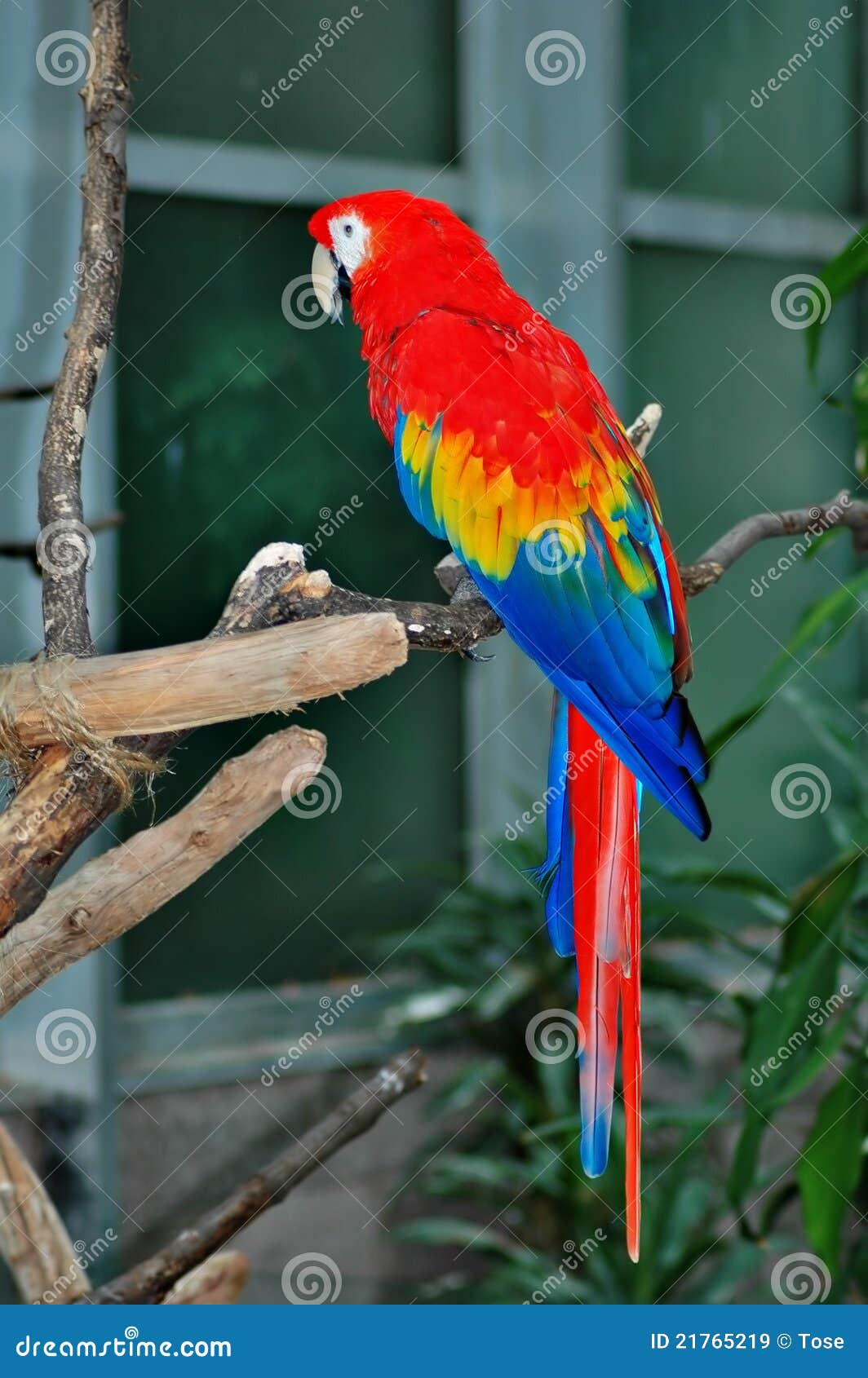 Colorful macaw parrot stock image. Image of beak, macaw - 21765219