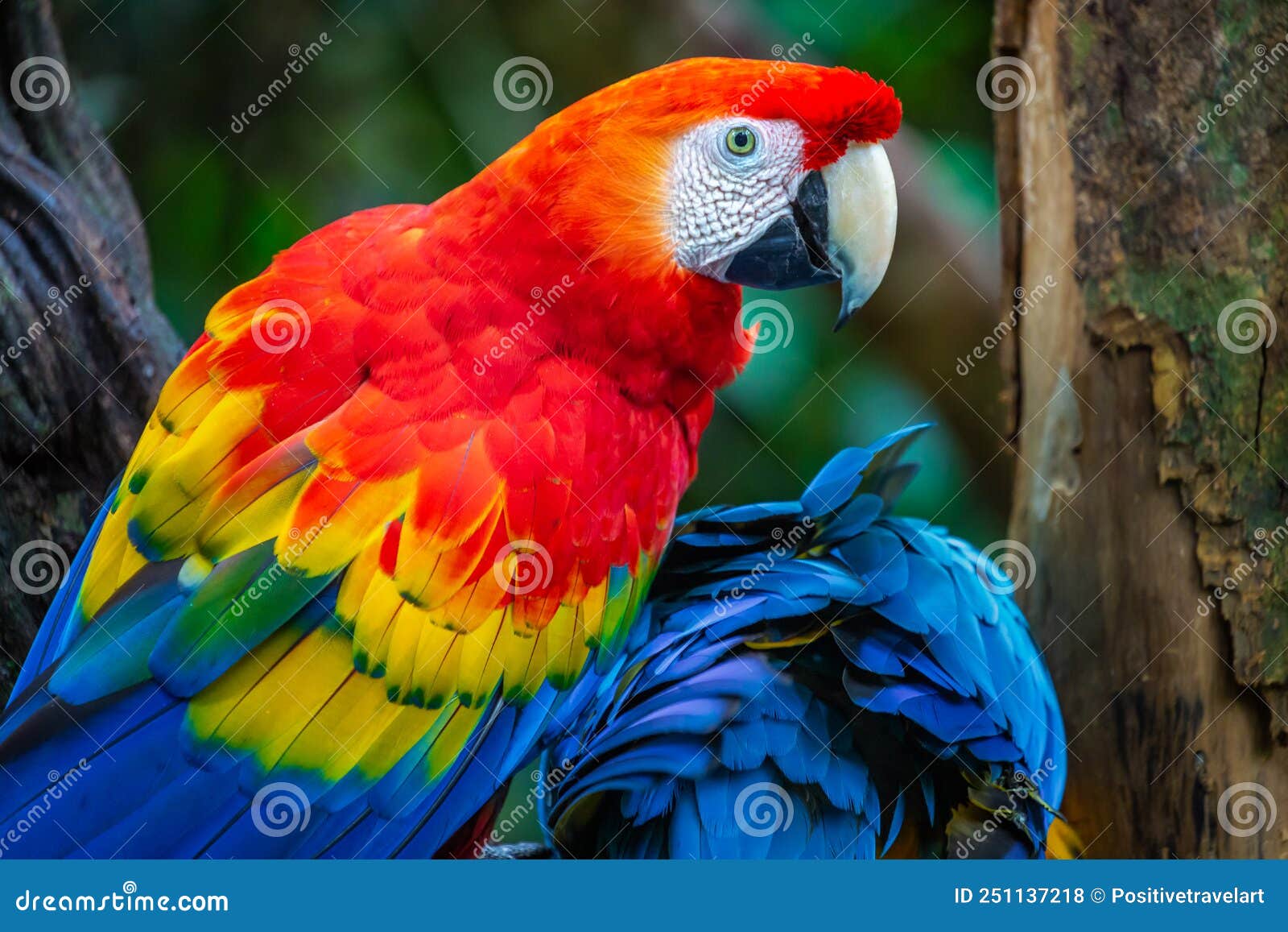 Colorful Macaw Parrot Back View Wings Details Stock Photo - Image of ...