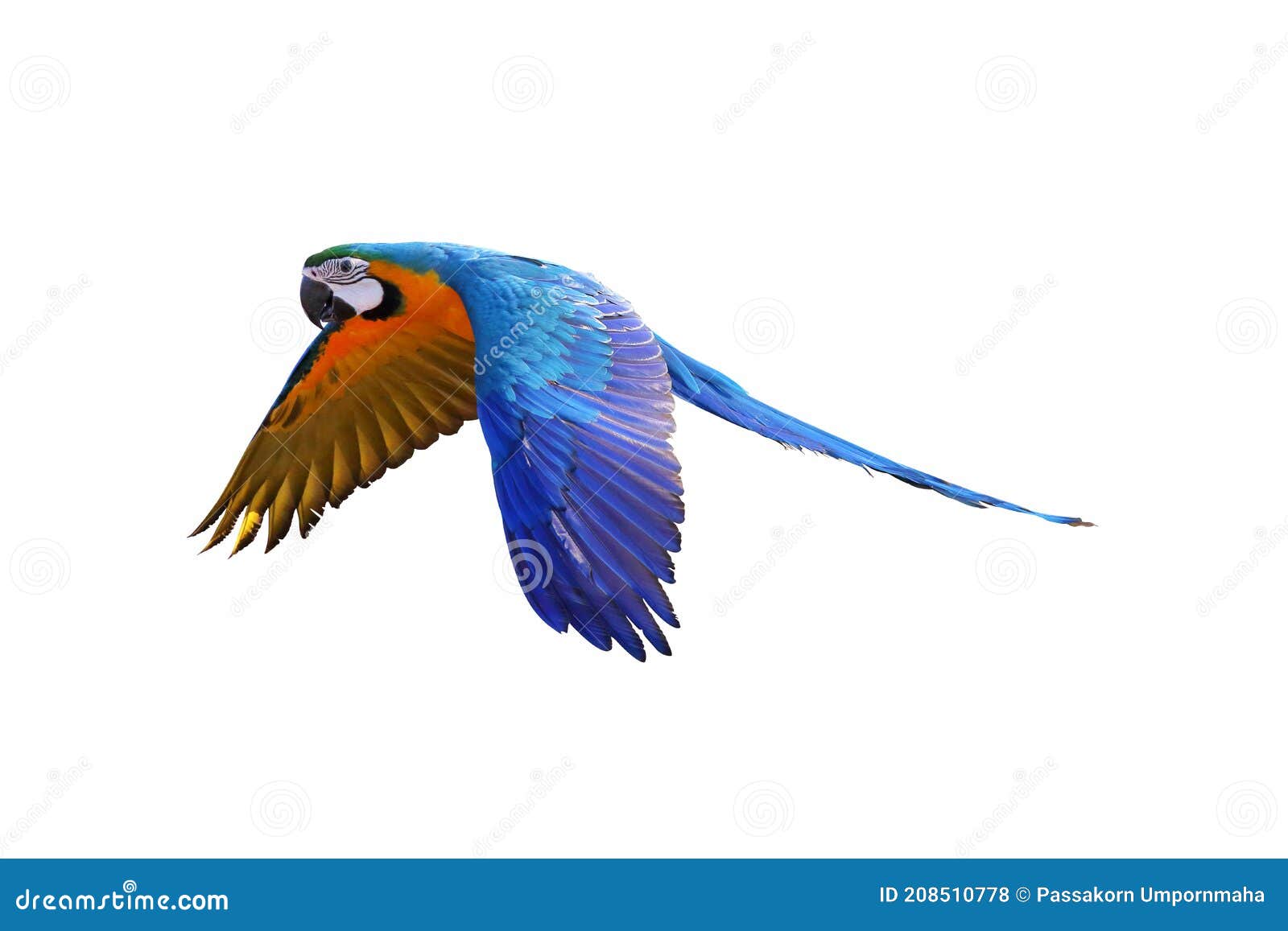 Colorful Parrot Flying