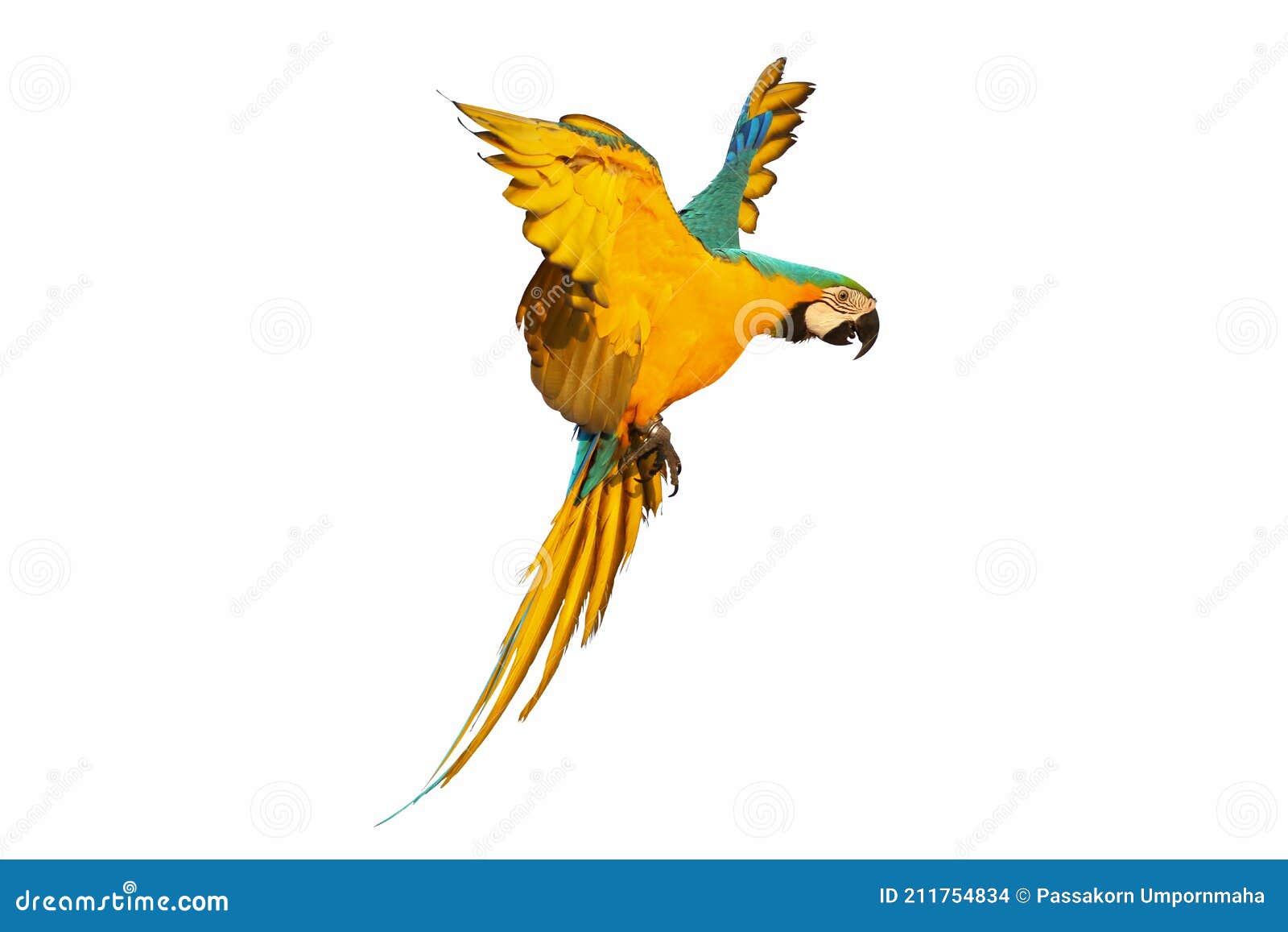 Parrot Flying With Wings Wide Open In Sky In Vertical Position Stock ...