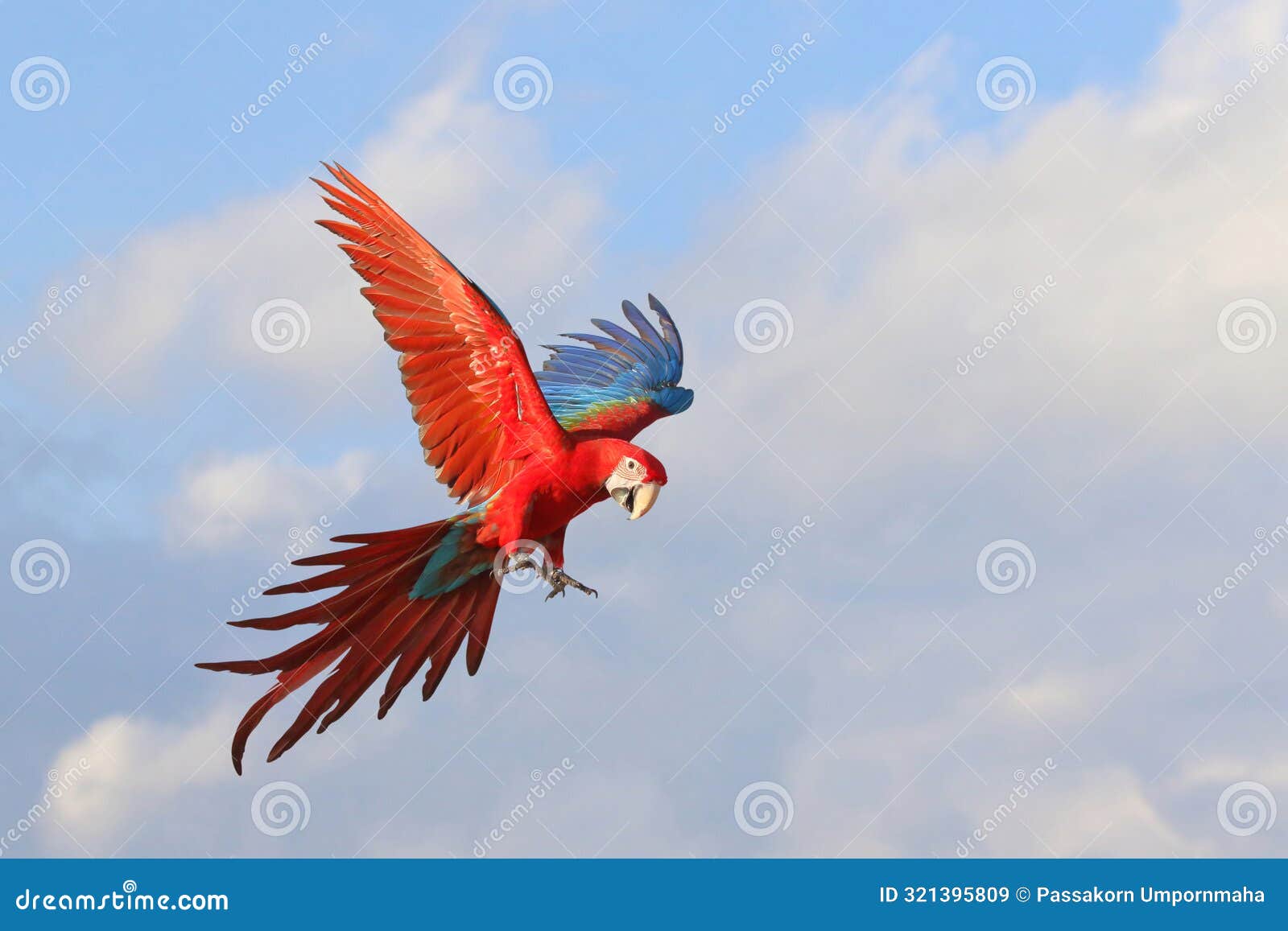 Colorful Macaw Parrot Flying in the Sky. Stock Image - Image of freedom ...