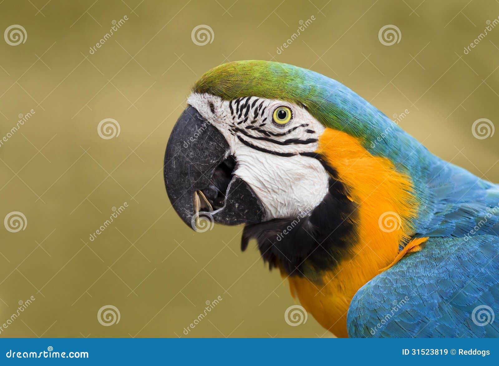 Colorful macaw parrot stock image. Image of closeup, bird - 31523819