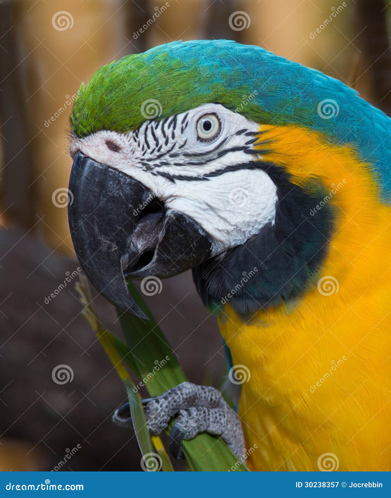 Macaw parrot profile stock image. Image of nature, aviary - 30238357