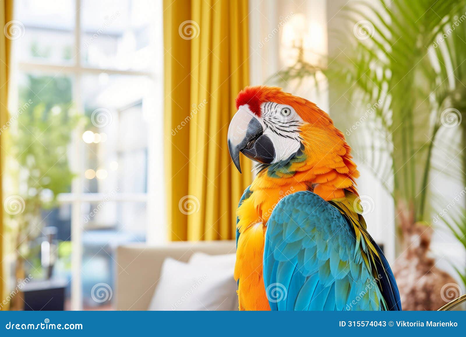 Colorful Macaw Parrot Sitting on the Couch in the Room Stock ...