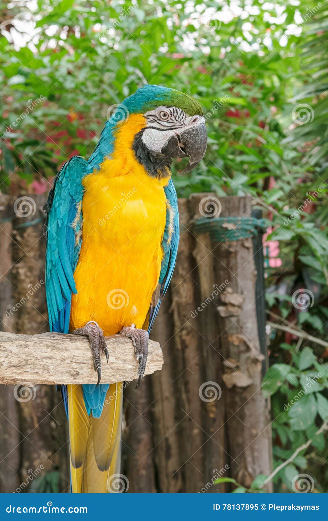 Colorful Macaw Parrot Standing Stock Image - Image of tropical, fauna ...
