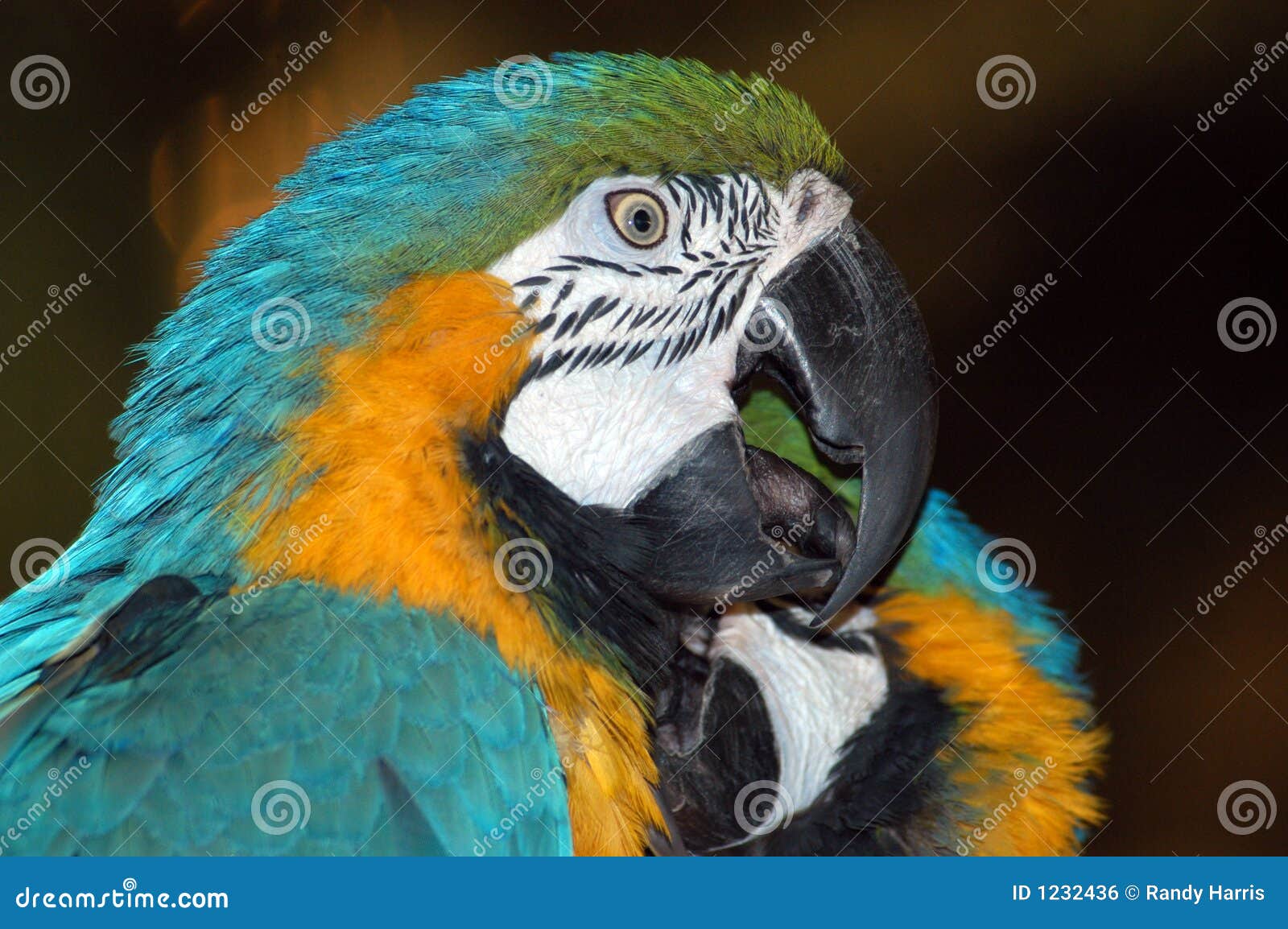 Colorful macaw parrots stock photo. Image of yellow, garish - 1232436