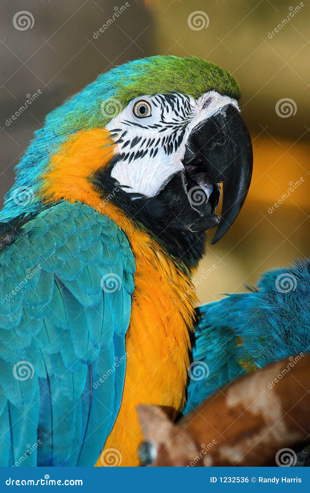 Colorful macaw parrots stock photo. Image of parrot, animals - 1232536
