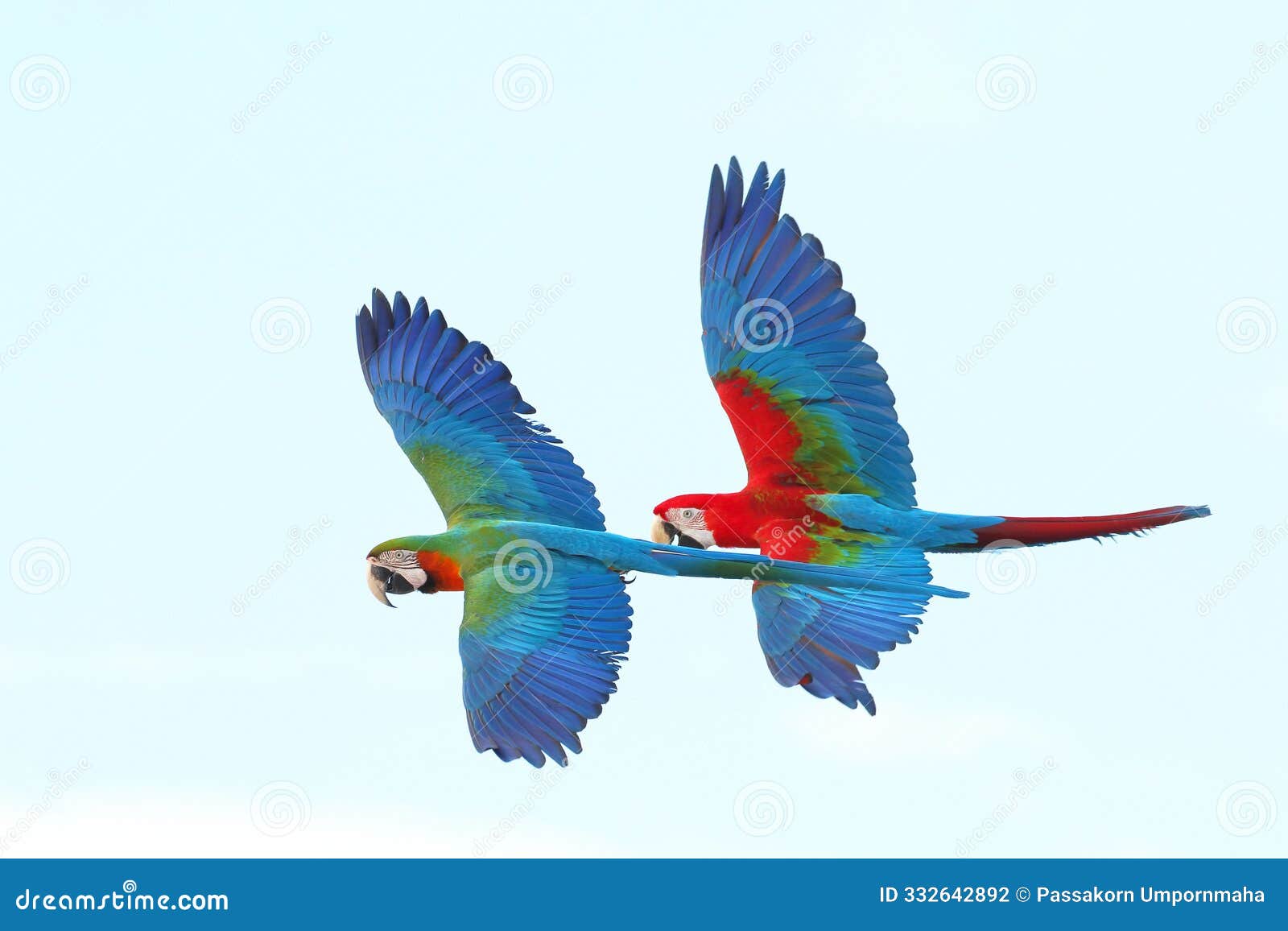 Colorful Macaw Parrots Flying in the Sky. Stock Photo - Image of ...