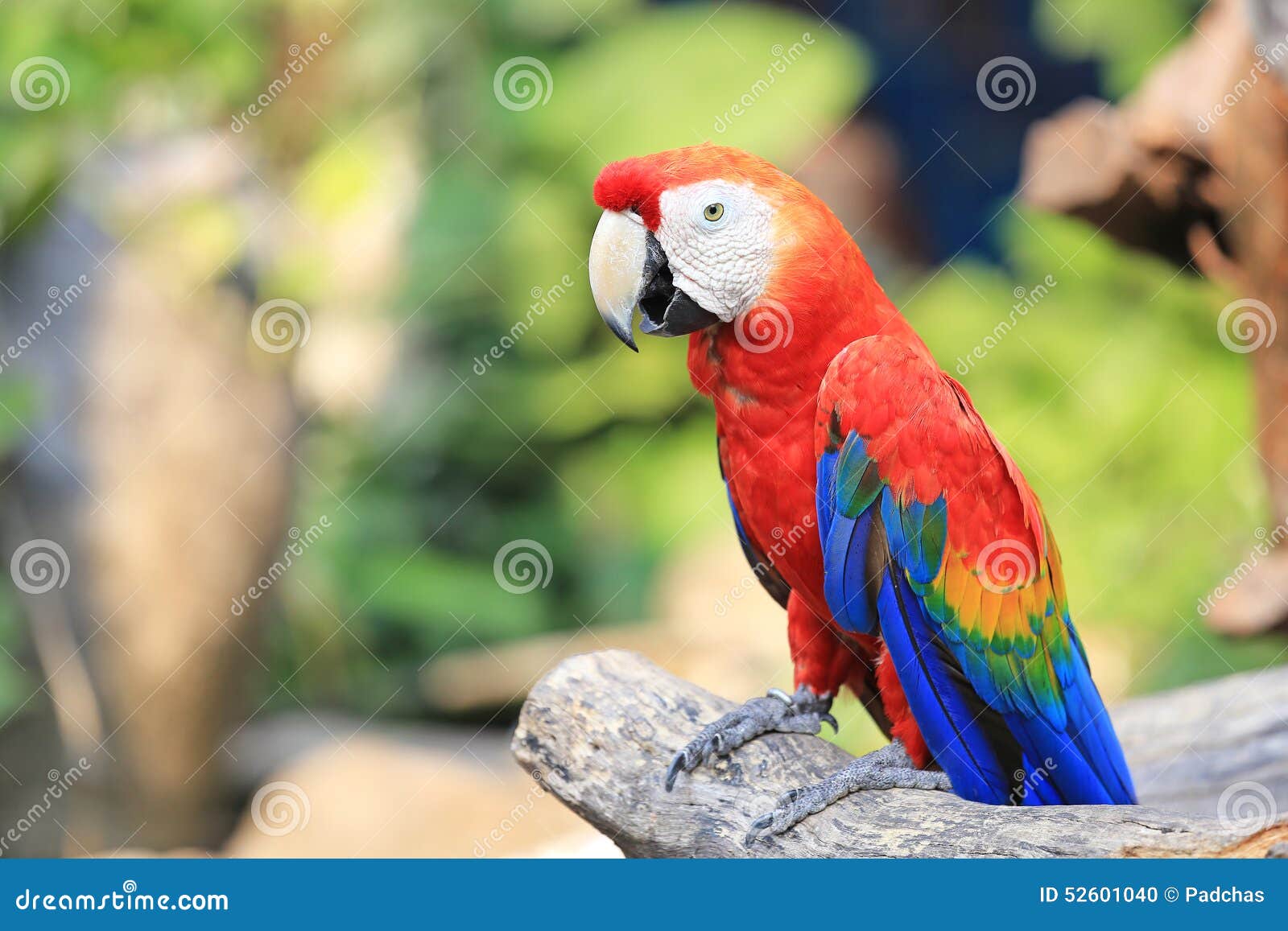 Colorful macaw Red Macaw stock photo. Image of wildlife - 52601040