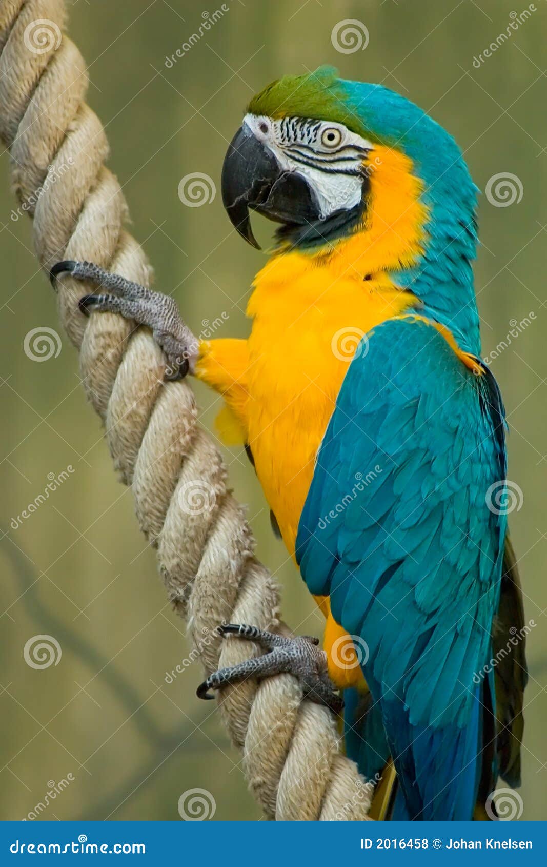 Colorful Macaw on a Rope stock photo. Image of living - 2016458