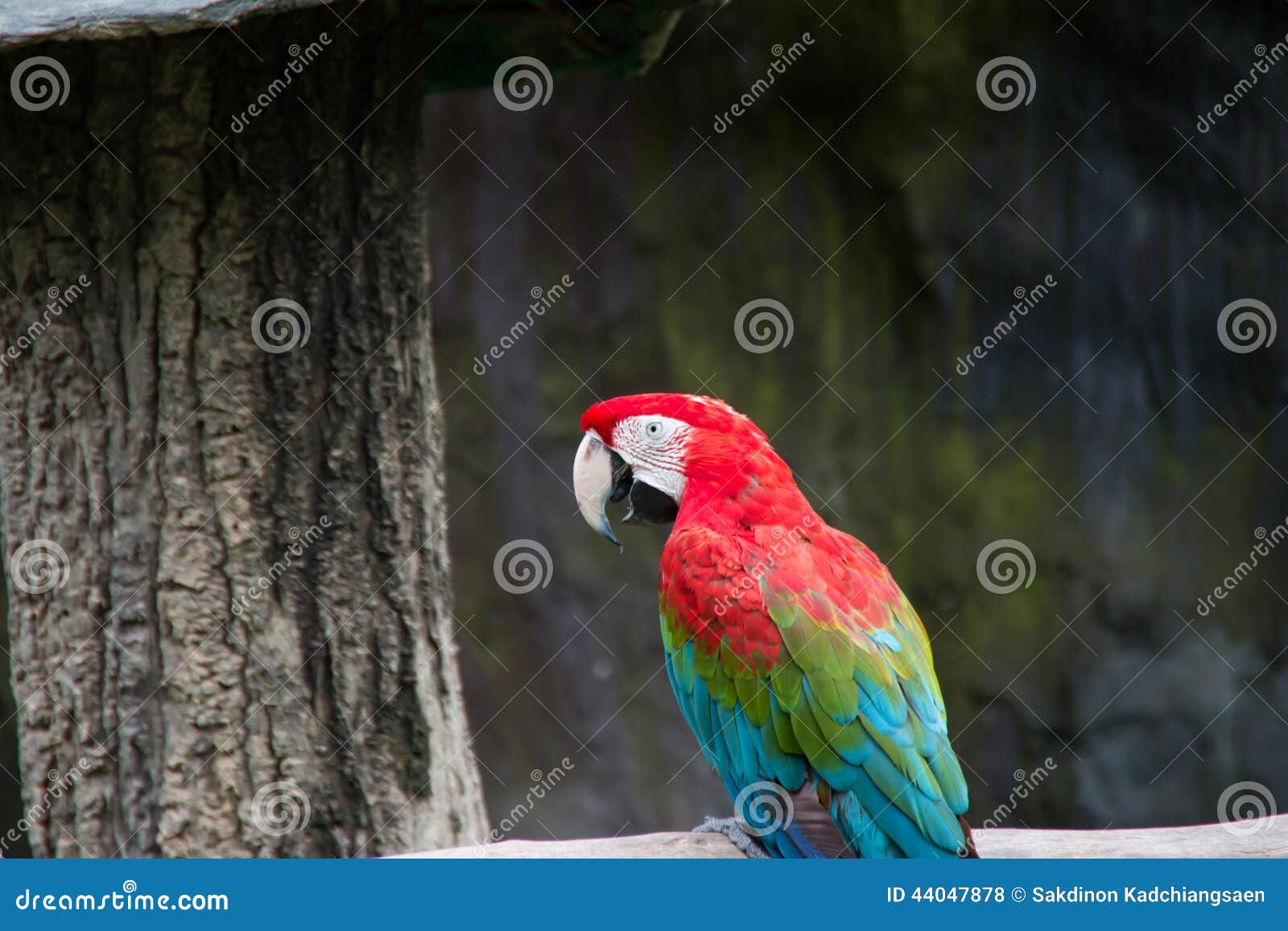 Colorful macaw stock photo. Image of pair, exotic, bird - 44047878