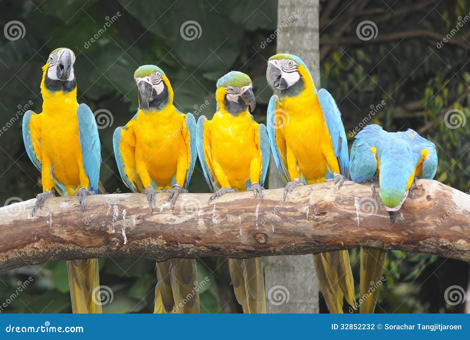 Colorful Macaw Sitting on the Perch. Stock Photo - Image of aviary ...