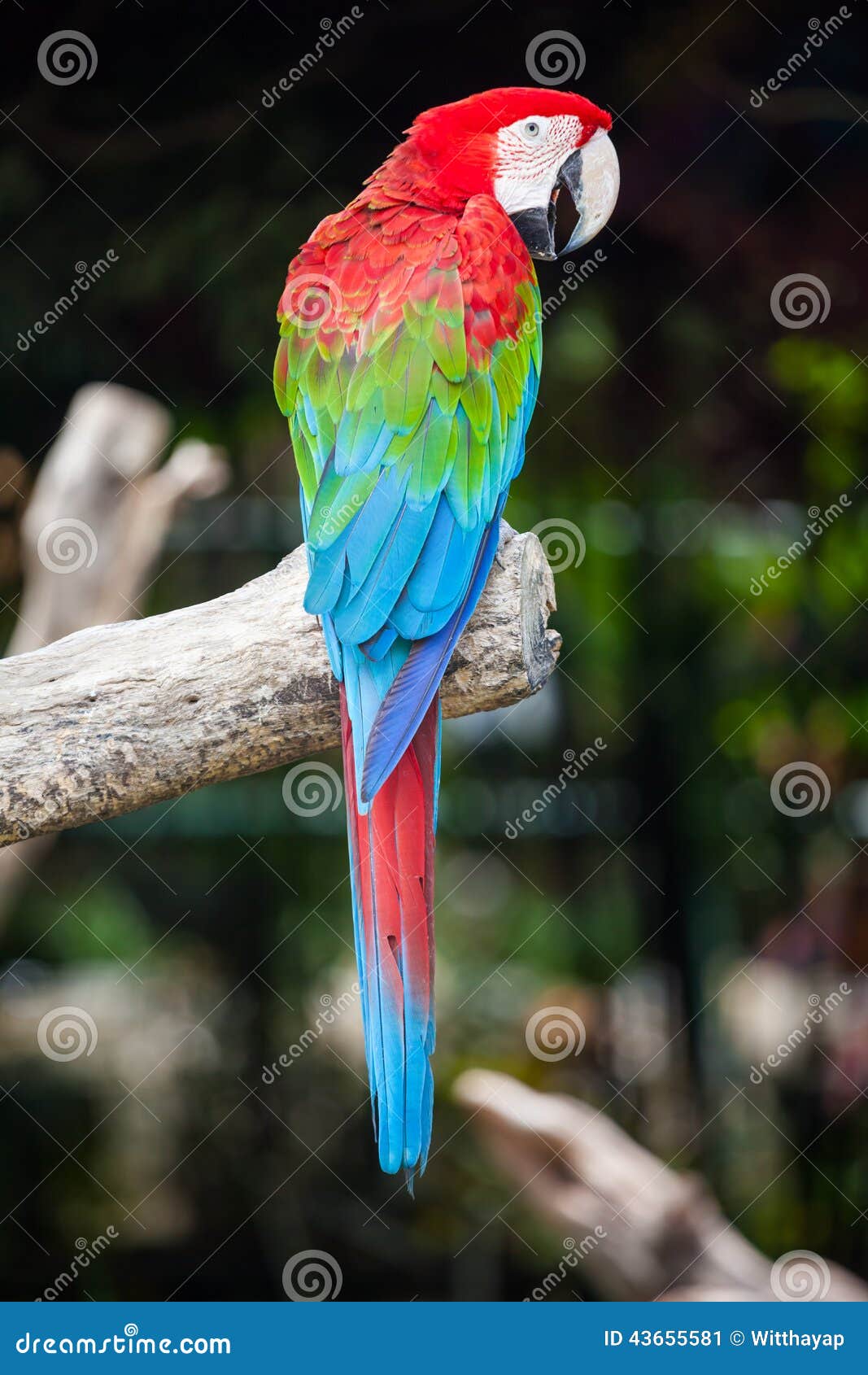 Colorful Macaw Bird At Tree Branch On Nature Background Royalty-Free ...