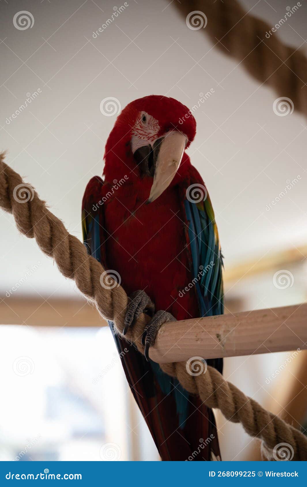 Colorful Macaw Standing on a Rope Stock Image - Image of nature, bird ...
