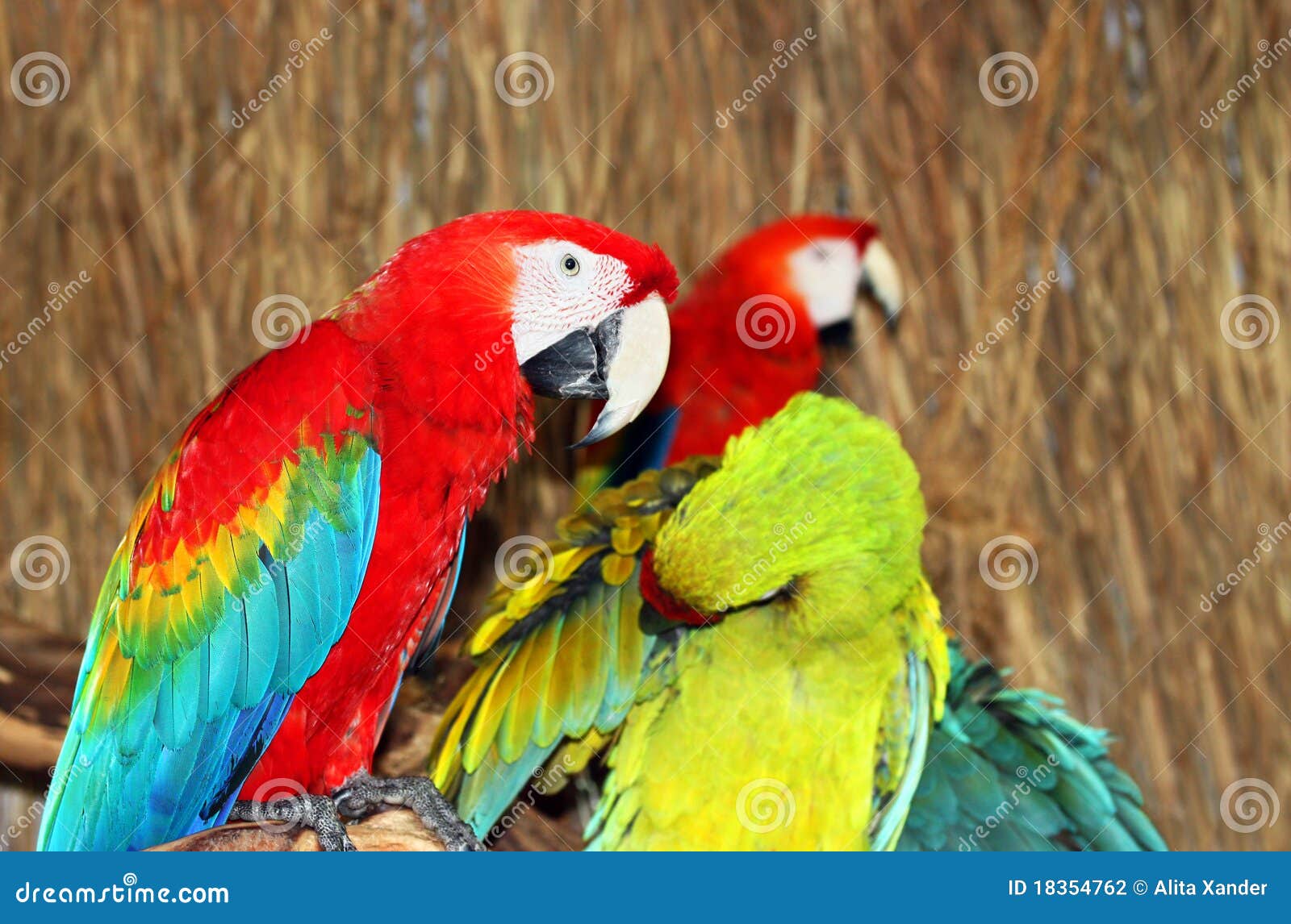 Colorful Macaws stock photo. Image of macaw, natural - 18354762