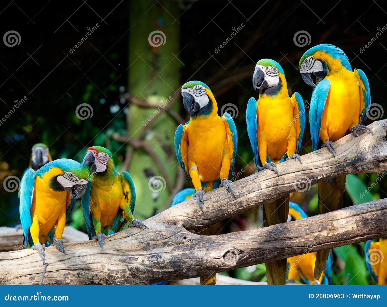 Colorful macaws stock image. Image of vibrant, mccaw - 20006963