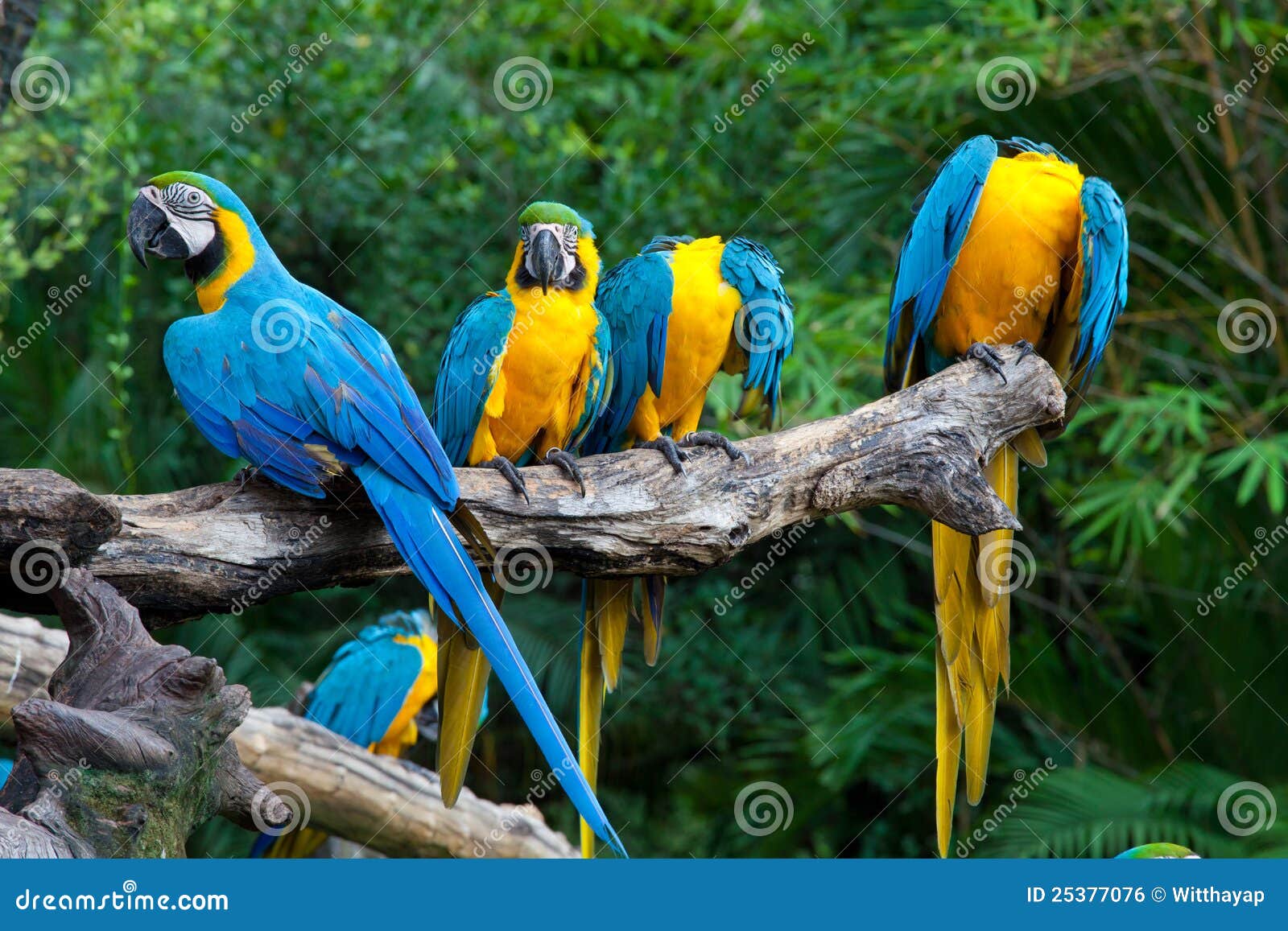 Colorful macaws stock photo. Image of bright, exotic - 25377076