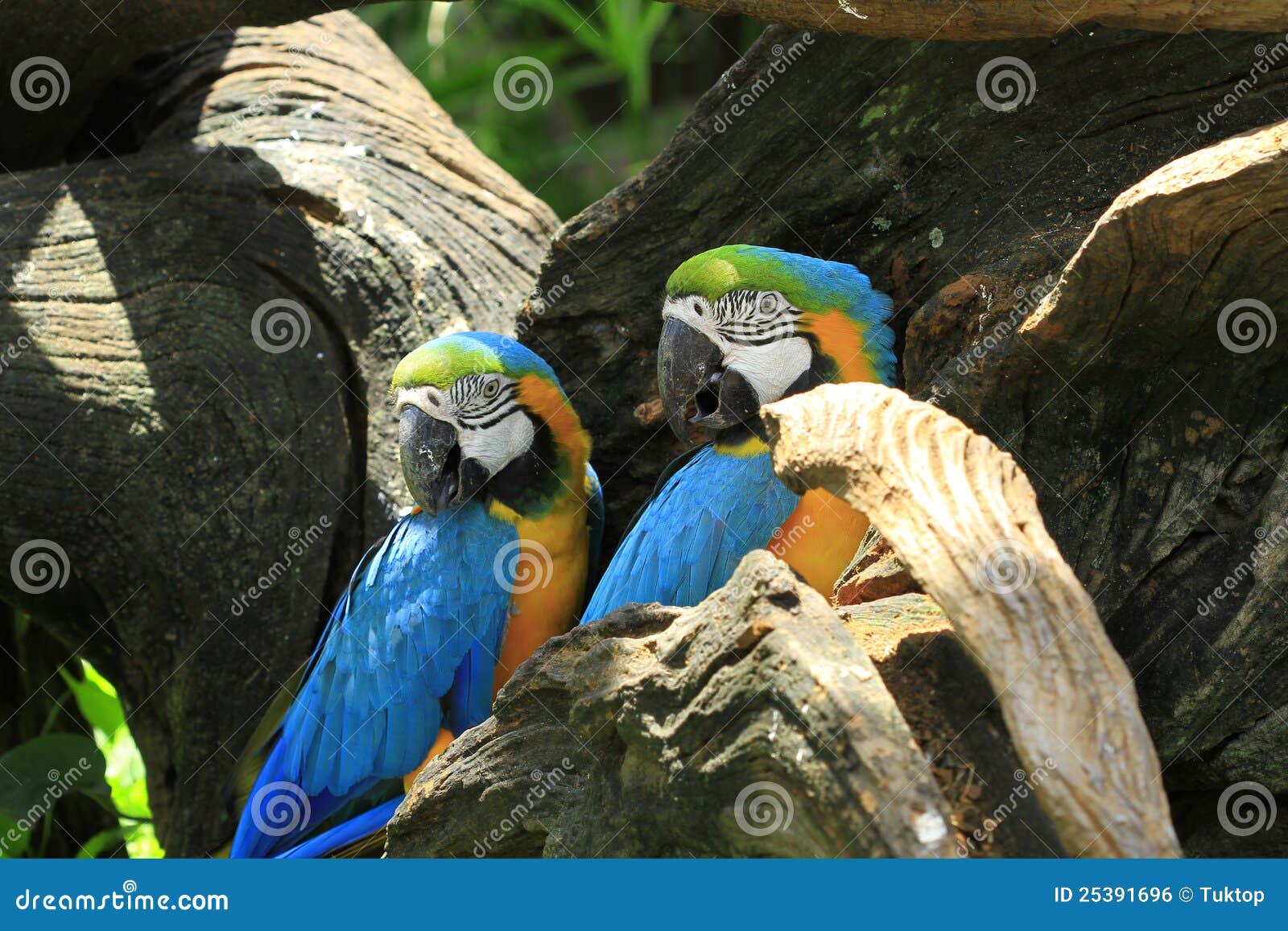 Colorful macaws stock photo. Image of bird, parrot, nature - 25391696