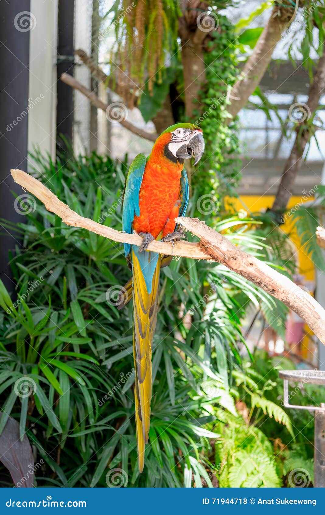 Colorful macaws bird stock photo. Image of blue, tropical - 71944718