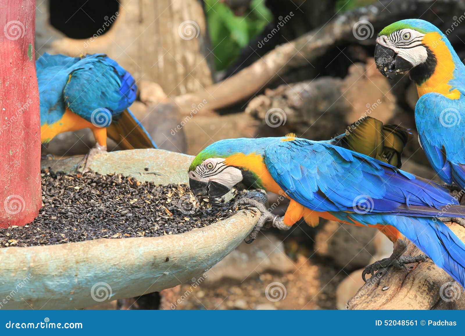 Colorful Macaws Eating Seeds Stock Image - Image of tropical, neck ...