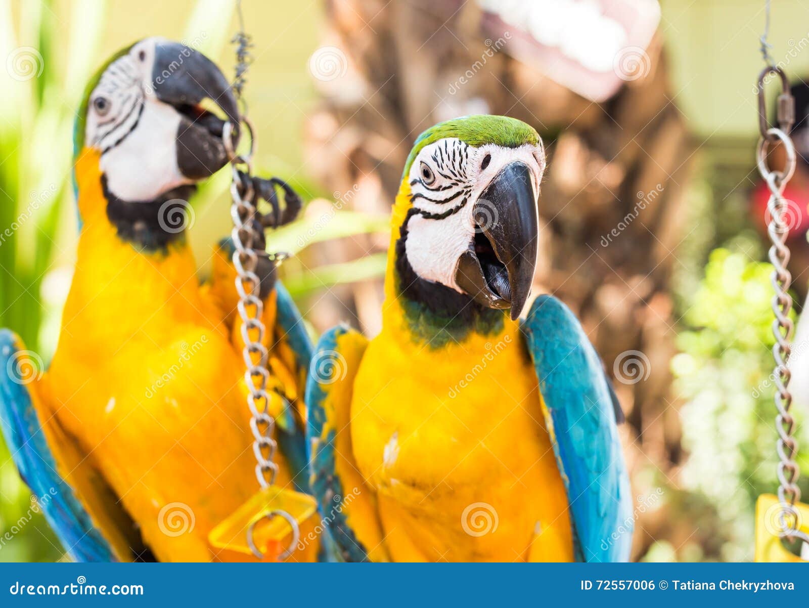 Colorful Macaws in the Park Stock Photo - Image of head, ararauna: 72557006