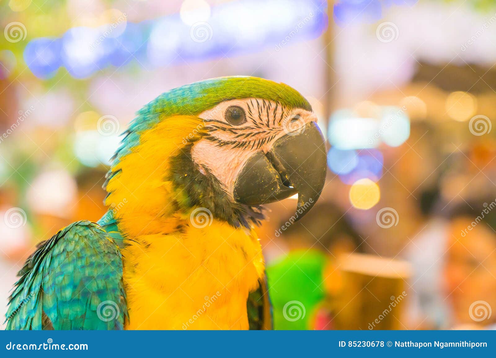 Colorful macaws stock photo. Image of parrots, grey, white - 85230678