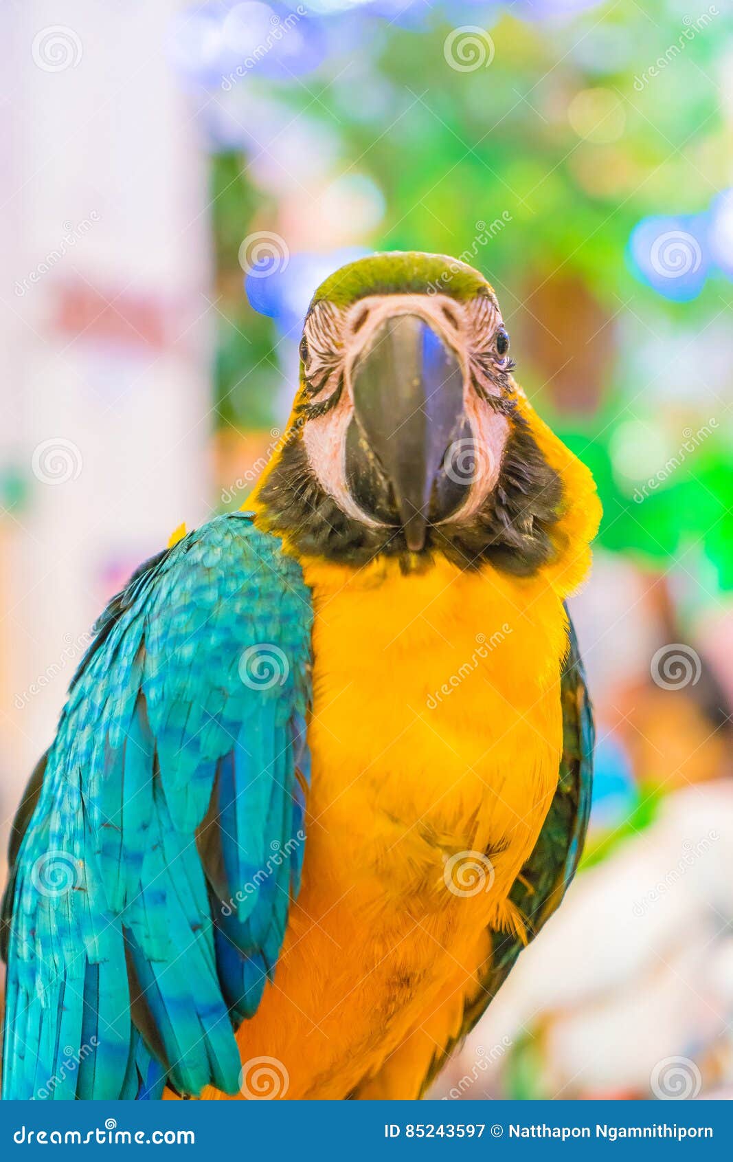 Colorful macaws stock image. Image of exotic, grey, animal - 85243597