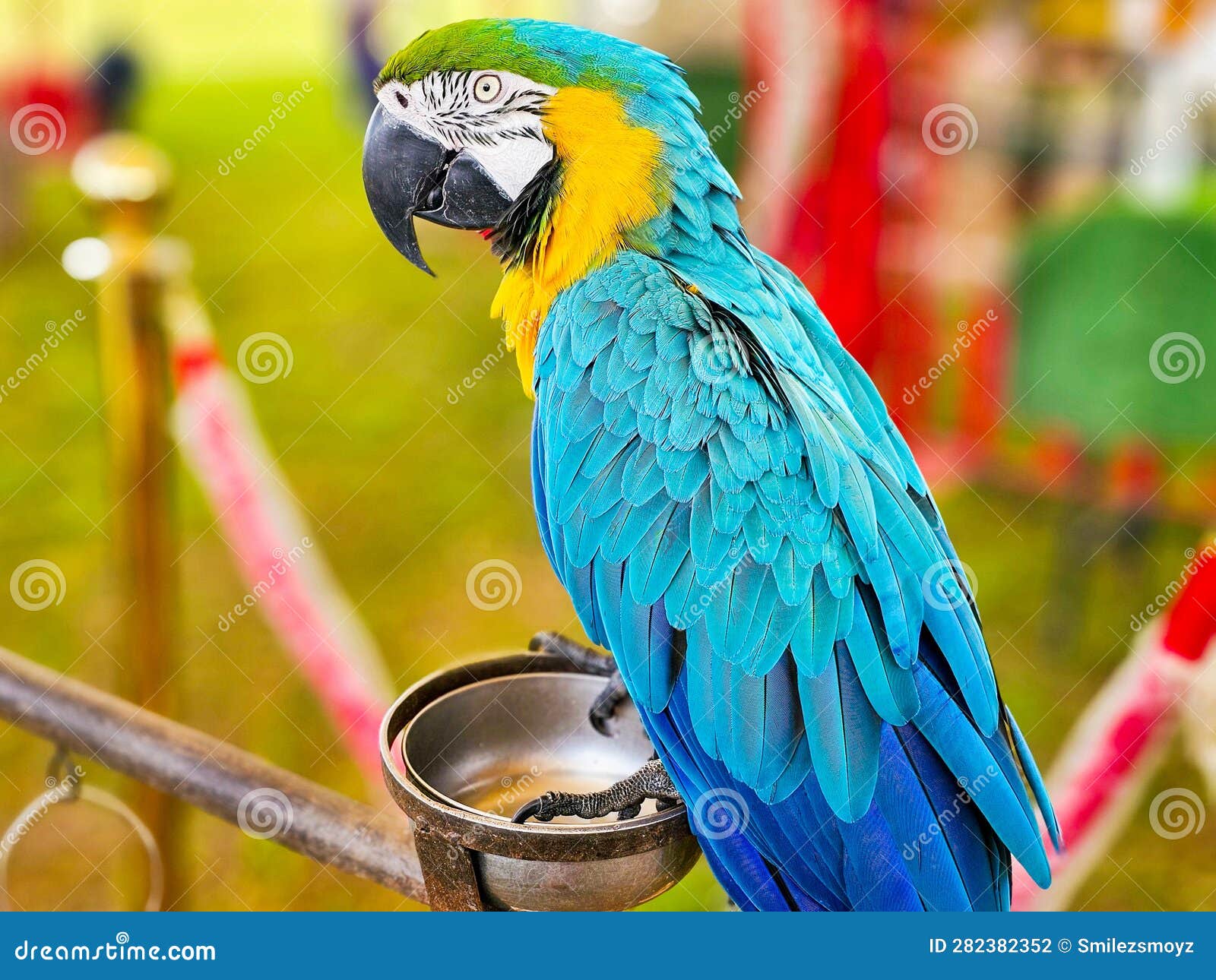 Colorful Macow Parrot Bird, Blue and Yellow Macow with Blurred ...