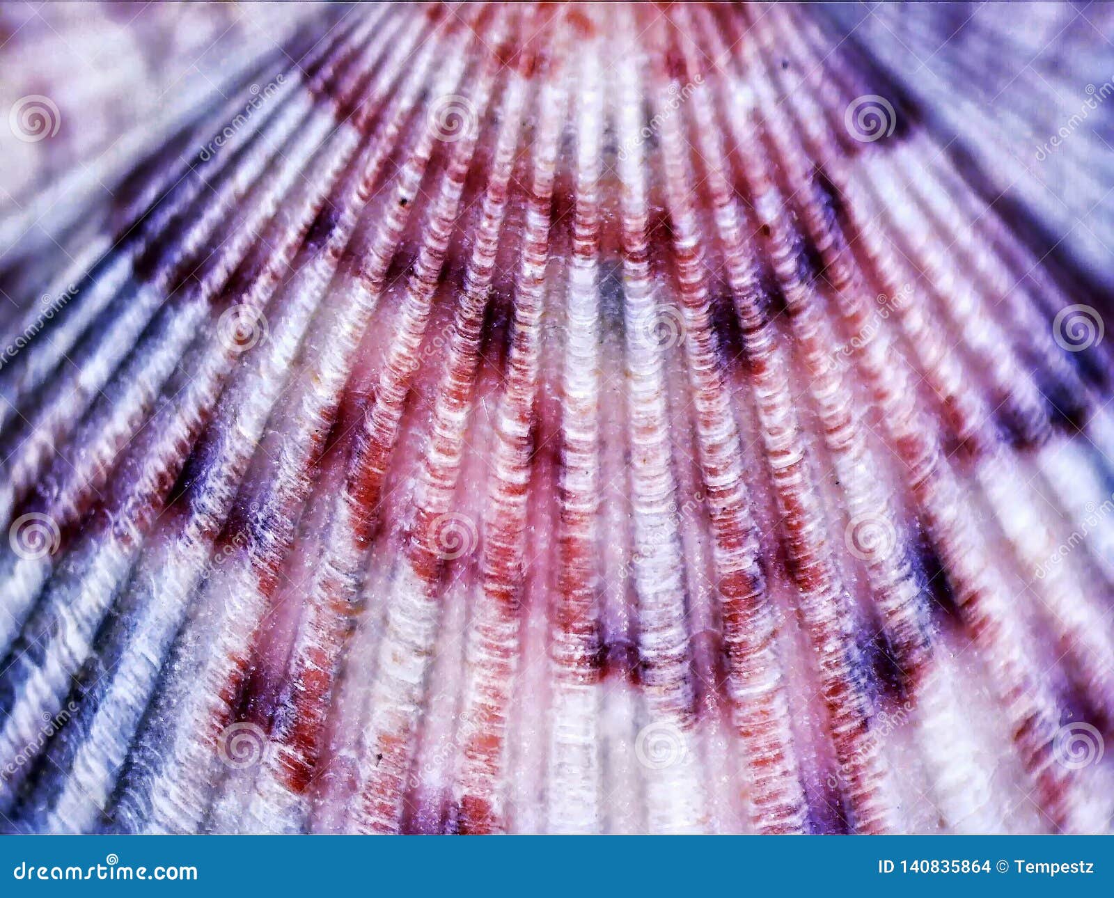 Colorful Macro Sea Shell Background Abstract Pattern Stock Photo ...