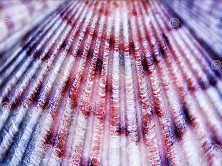 Colorful Macro Sea Shell Background Abstract Pattern Stock Photo ...