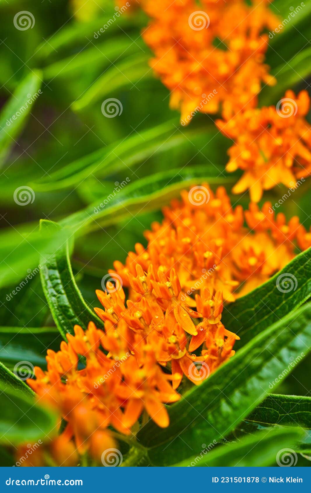 Colorful Macro of Tiny Orange Flowers Stock Photo - Image of season ...