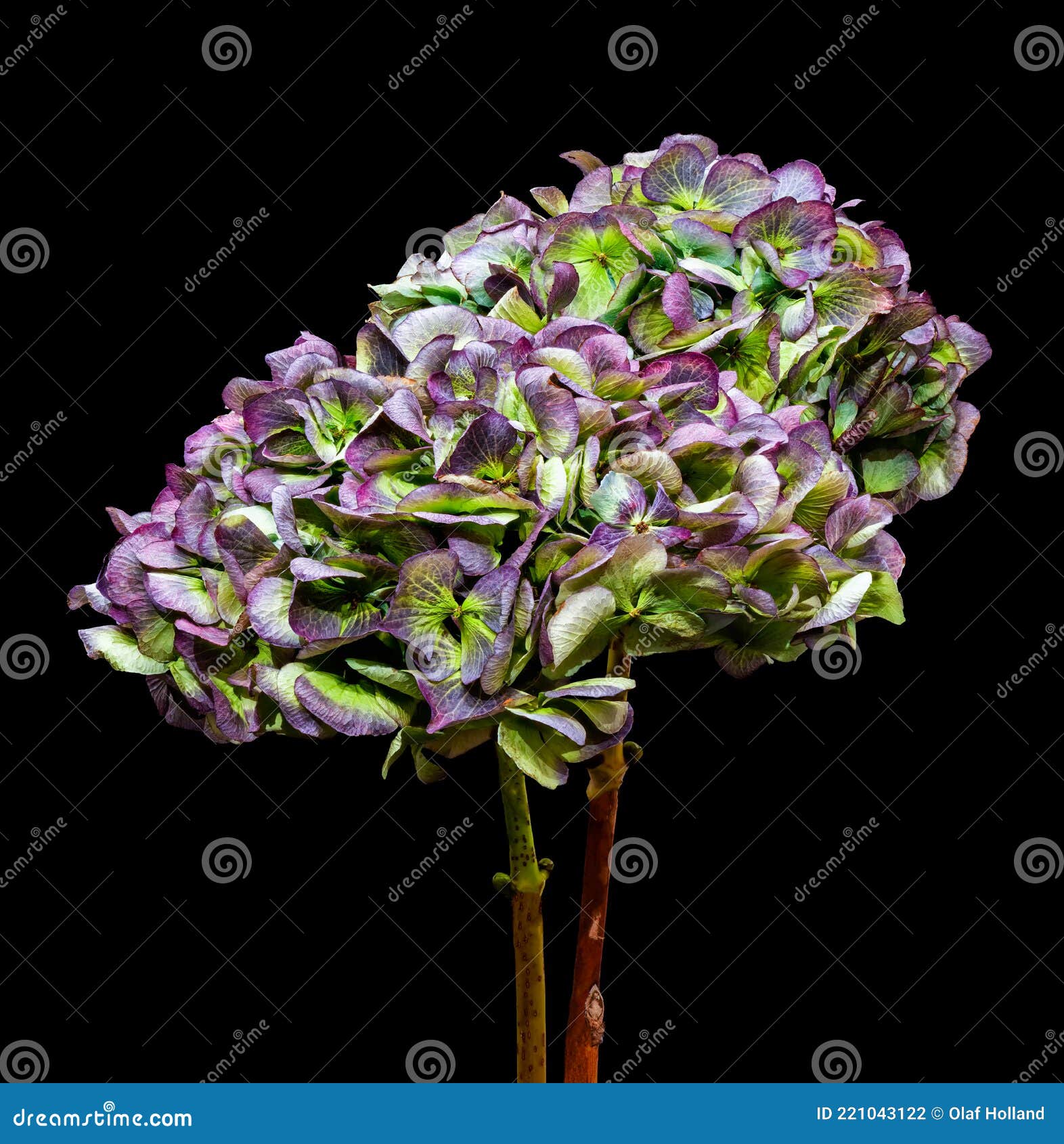 Colorful Macro of a Violet Red Green Hydrangea Blossom Pair on Black ...
