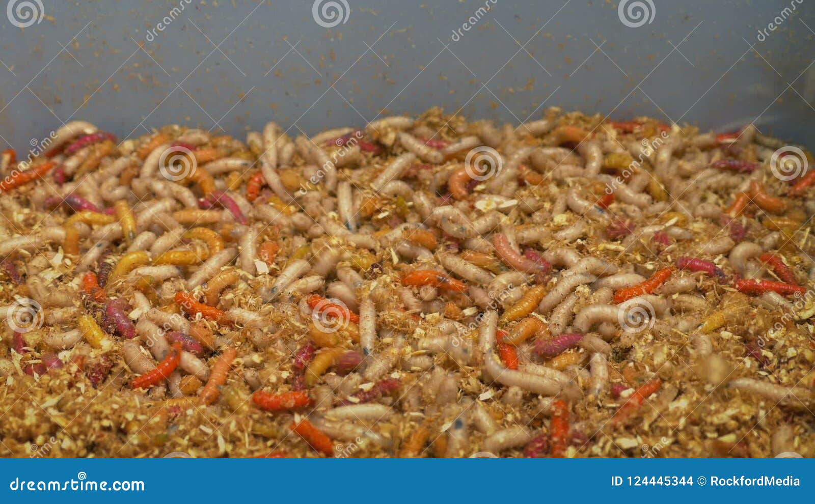 Colorful Maggots in Container Fishing Tackle Stock Footage - Video of ...