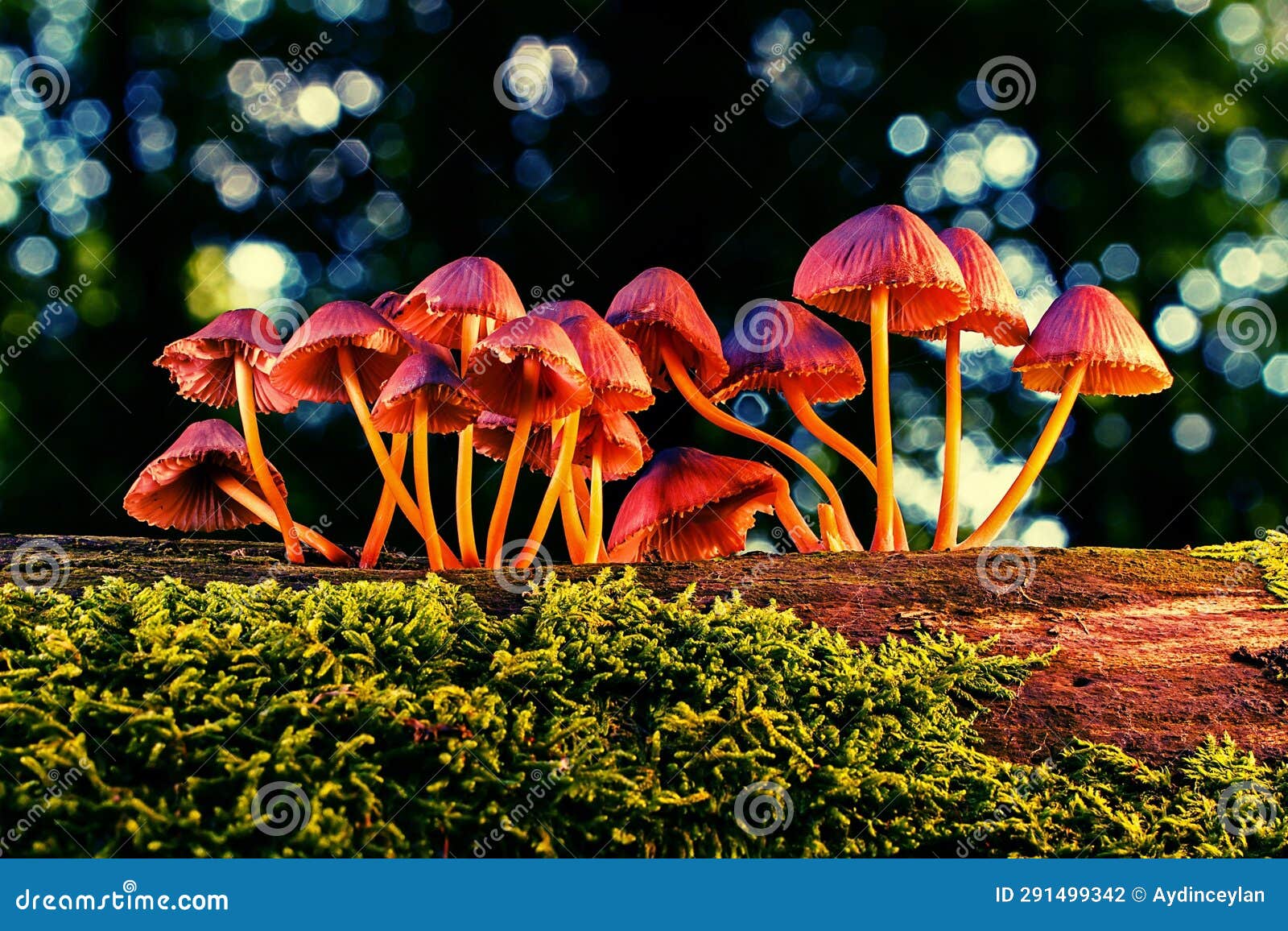Colorful Magnificent Beautiful Mushroom in Nature Nature260923 Stock ...