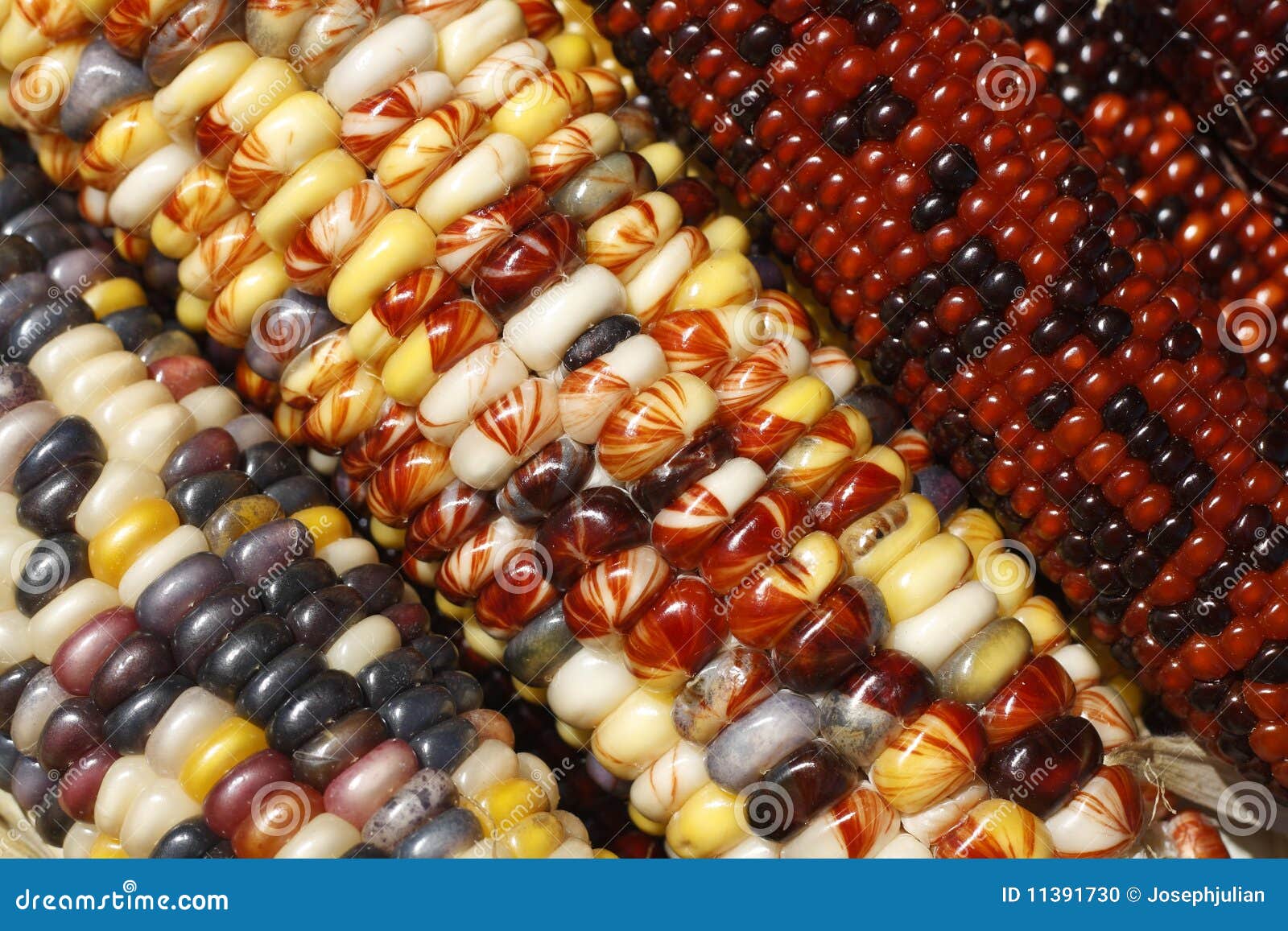 Colorful Maize stock photo. Image of maize, fall, corn - 11391730