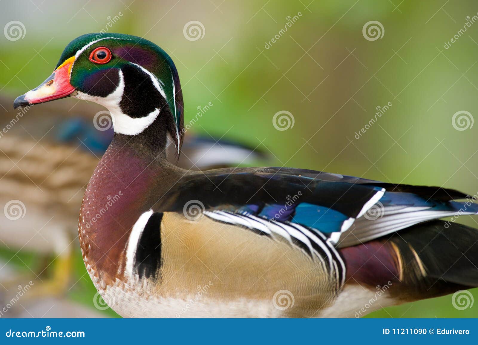 Colorful male duck stock photo. Image of feather, footed - 11211090